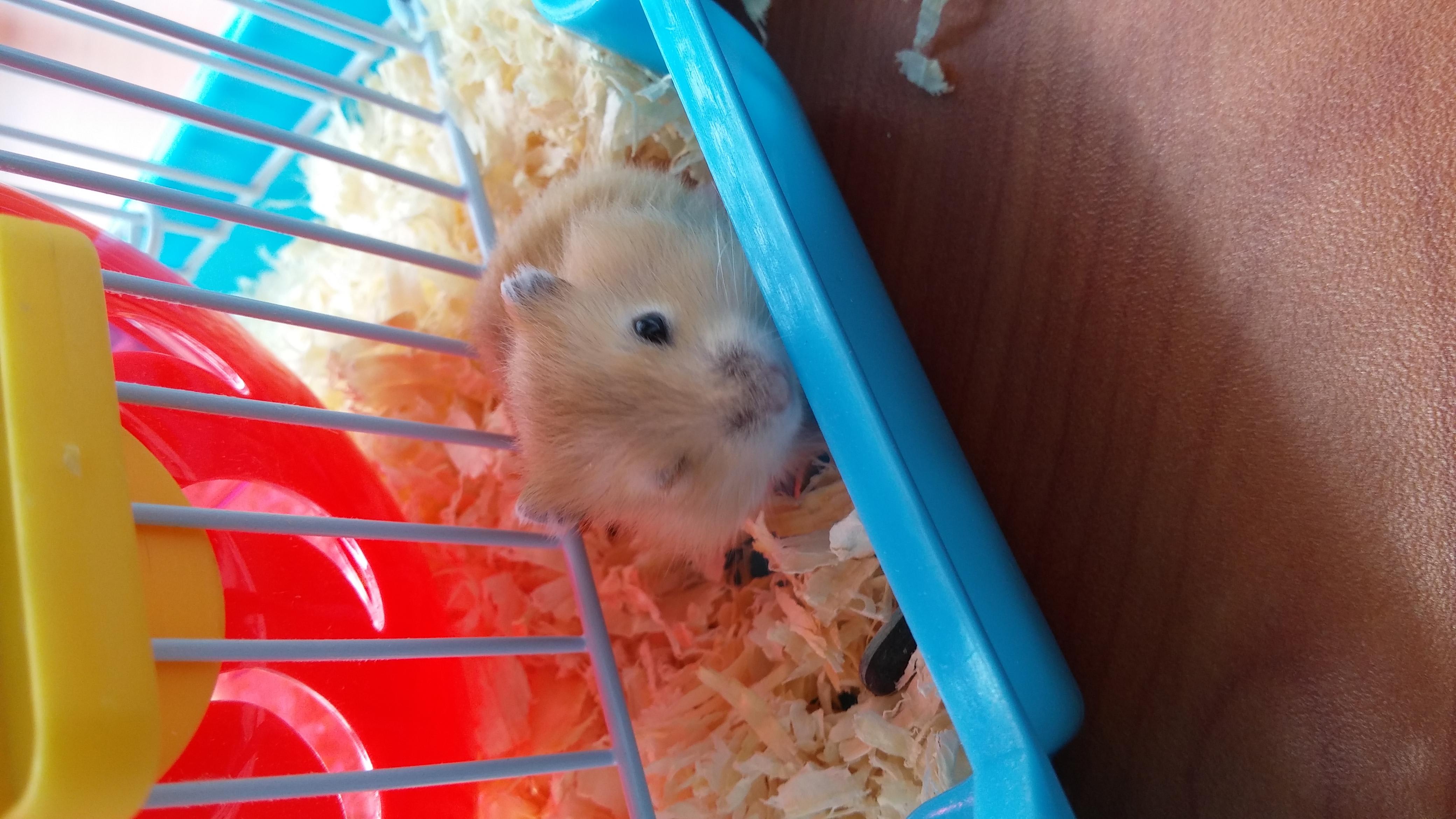 My hamster bit the baby hamster's eye. Vet visit urgently needed? | Petco