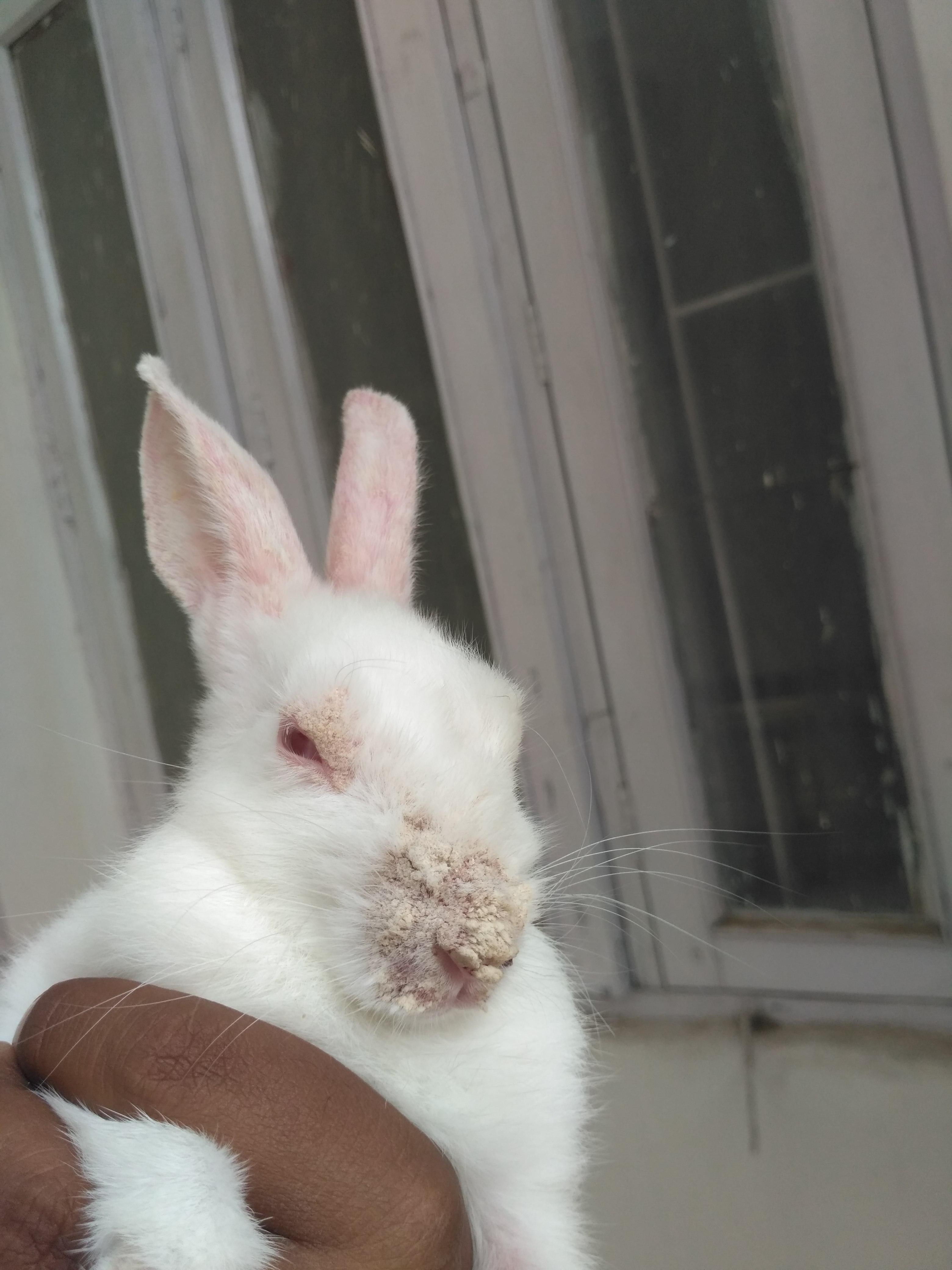 Rabbit Has Severe Skin Disease Spreading to Eyes & Mouth? | Petco