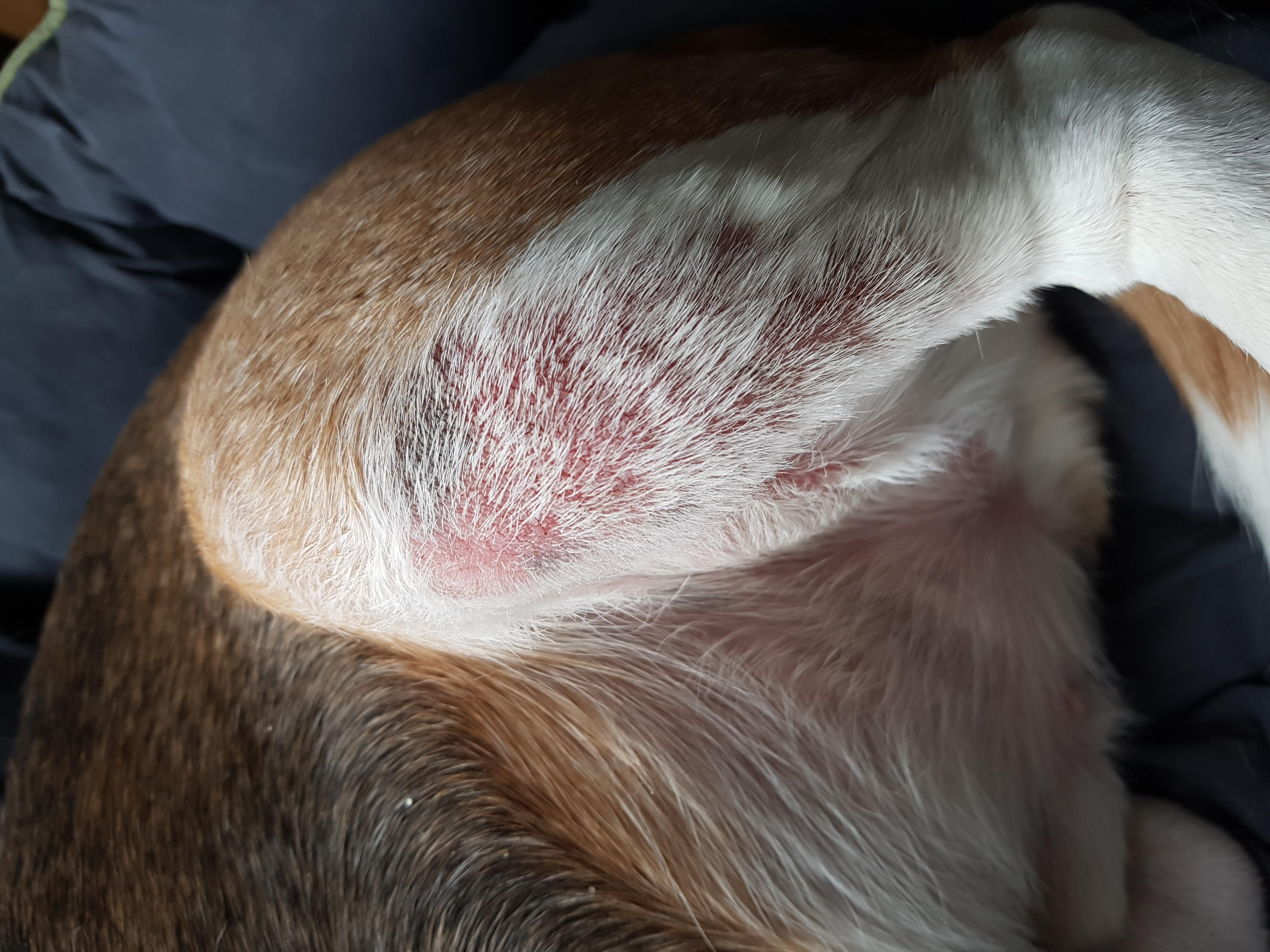 Dog's Ears Smell, Red Skin? Is It an Infection? Find Answers | Petco