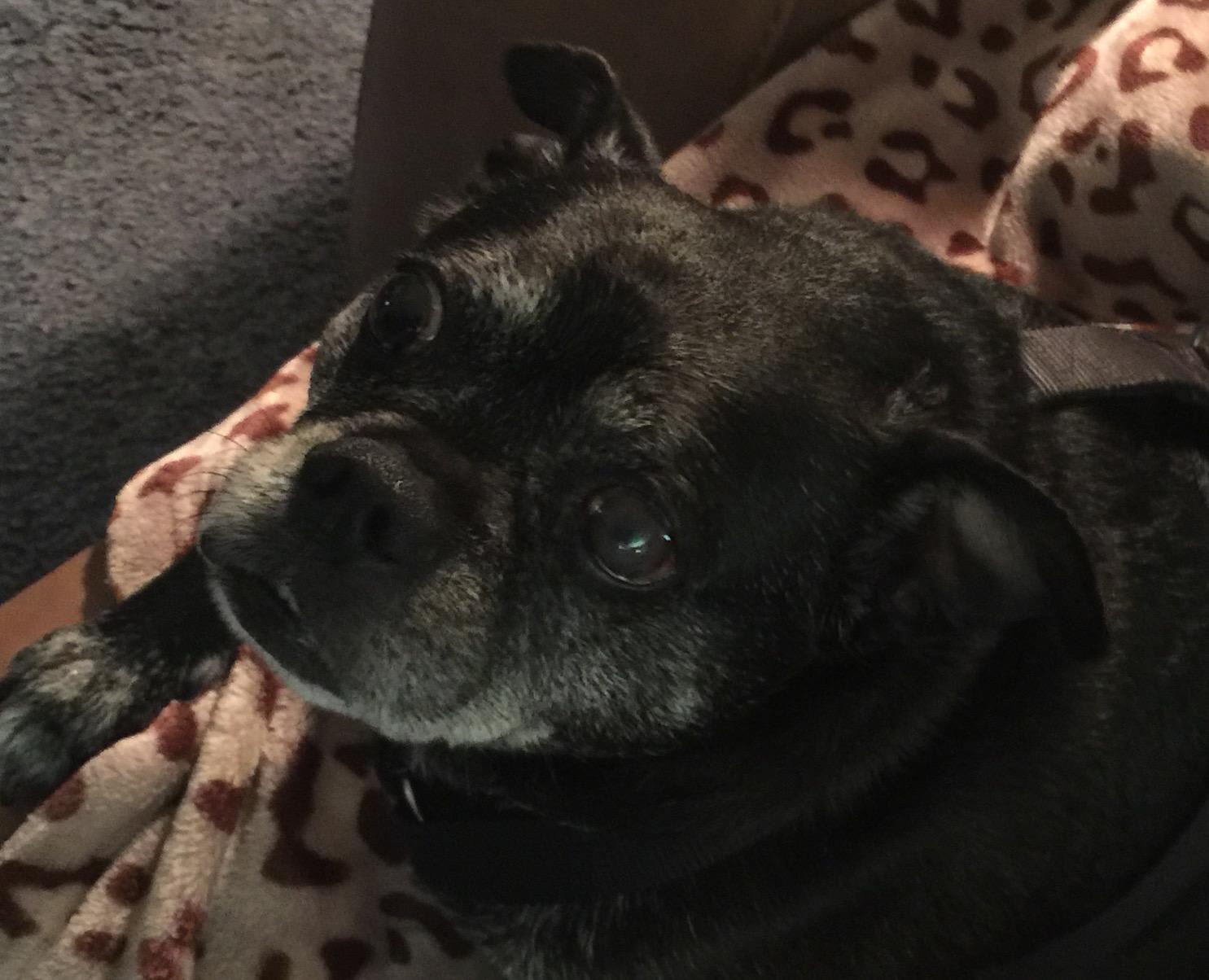 My Pug's eye is suddenly milky and squinting. What's wrong? | Petco