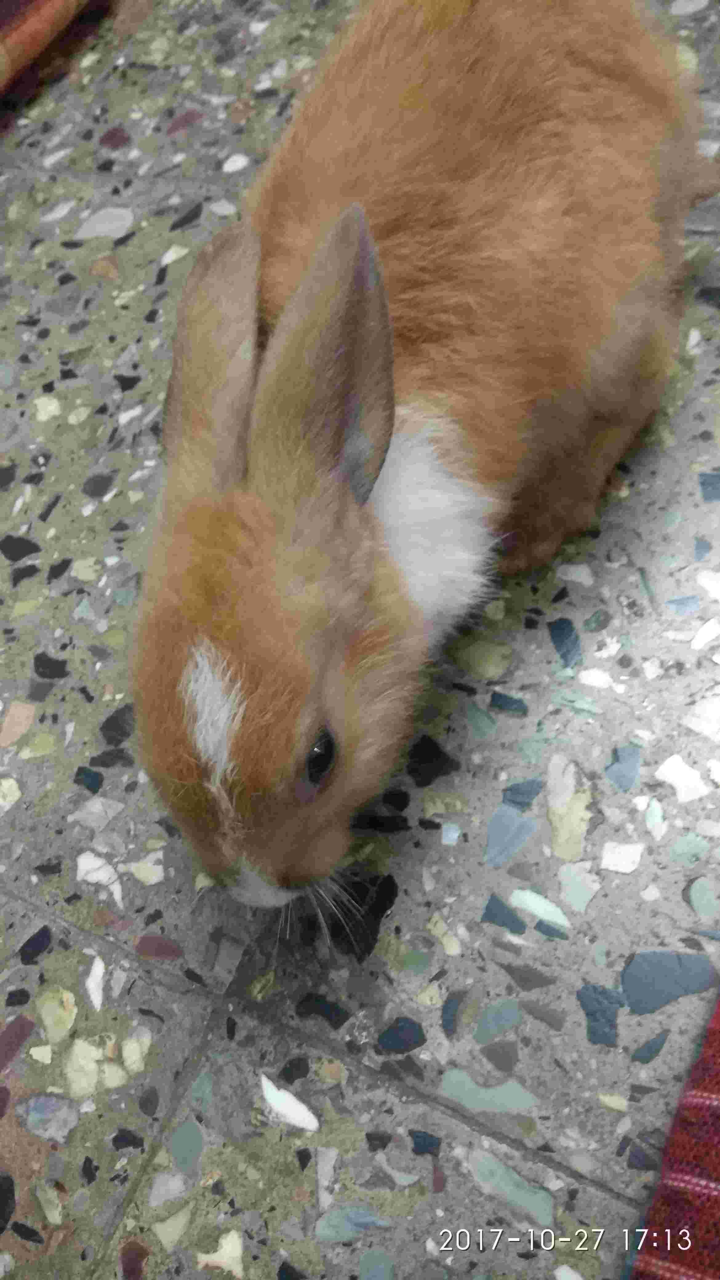 Care for Your New Sensitive Baby Rabbit: Cage & Free Time Tips | Petco