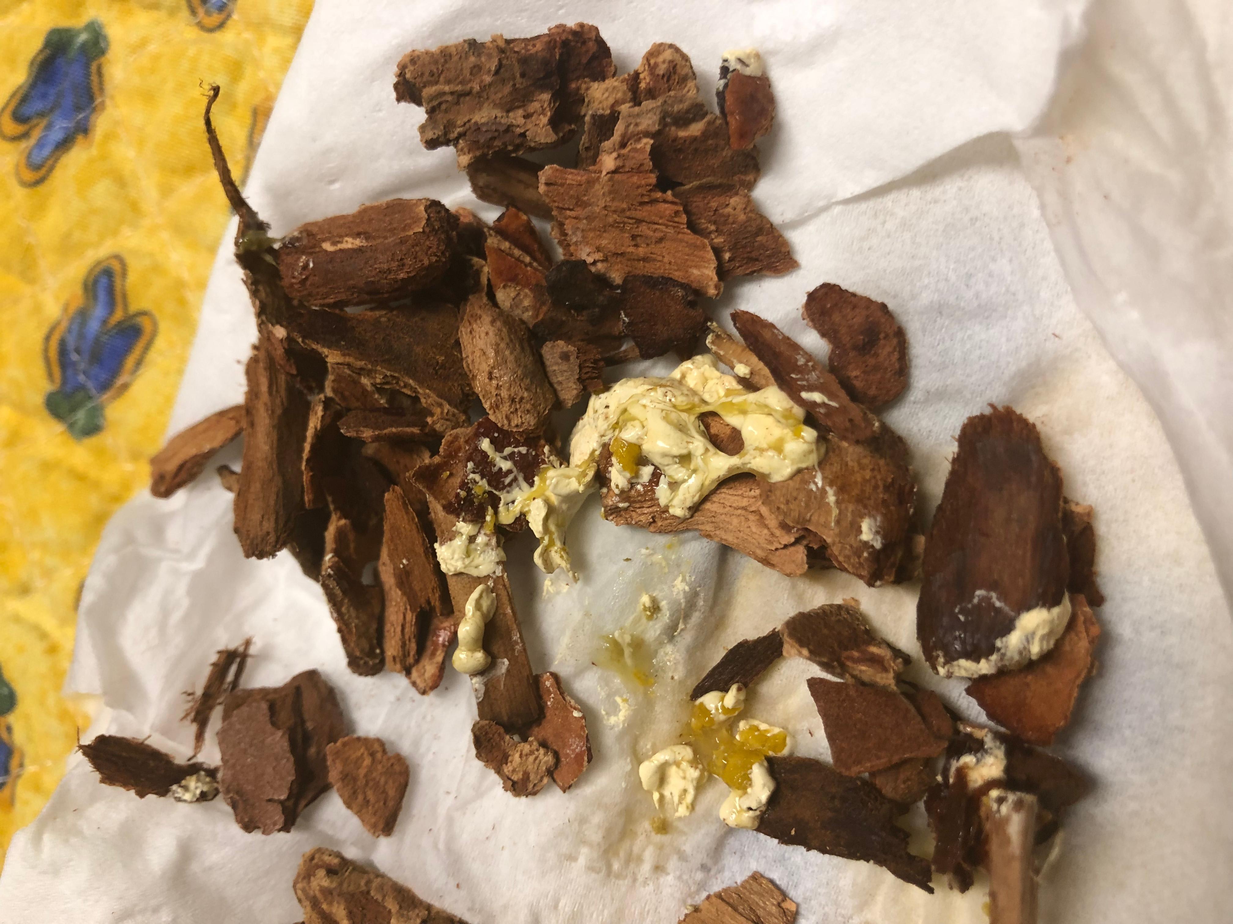 Rescued Ball Python Not Eating for Weeks? Is He Malnourished? | Petco