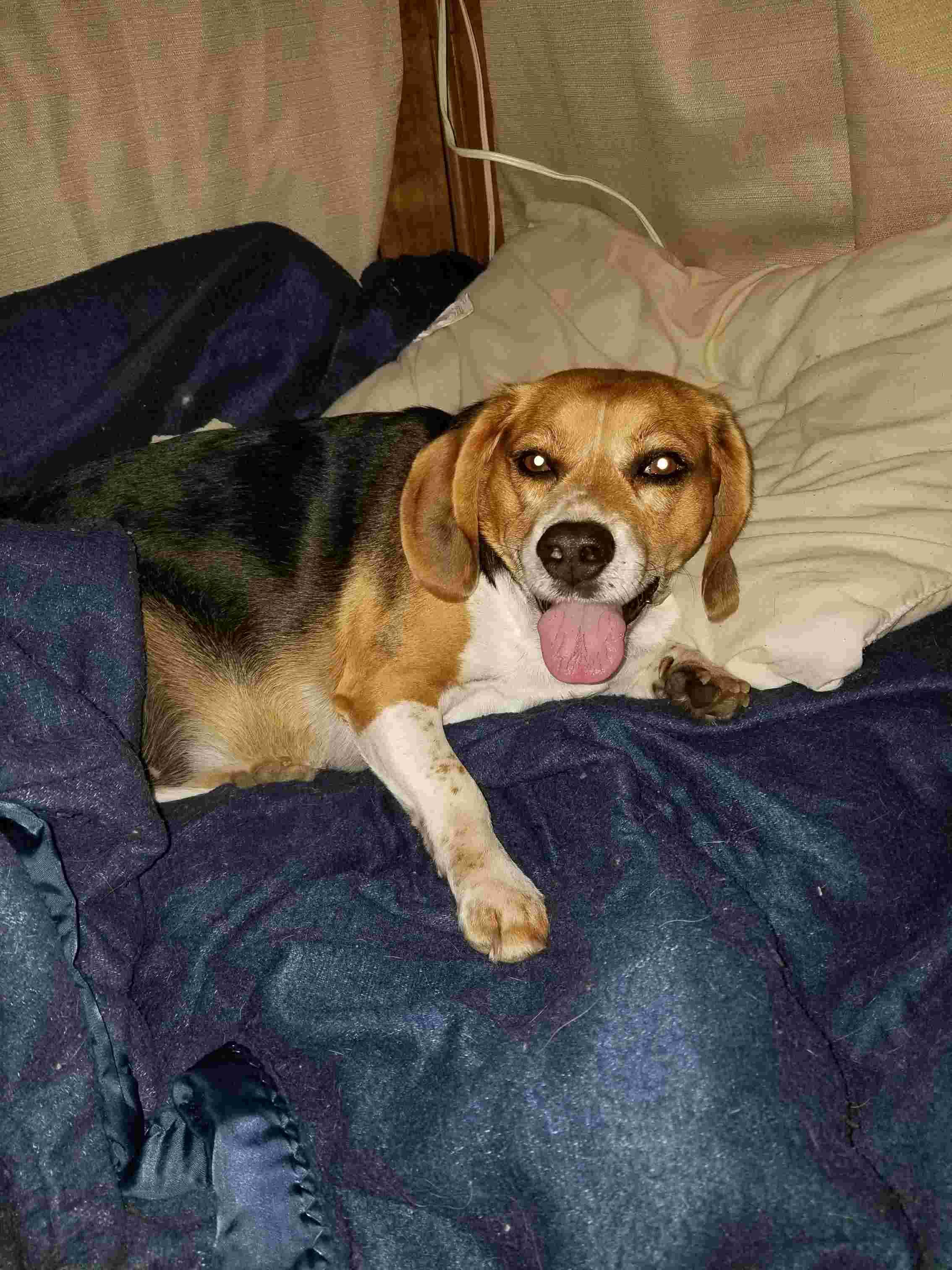 My 45-lb beagle is overweight. What's a good weight for him? | Petco