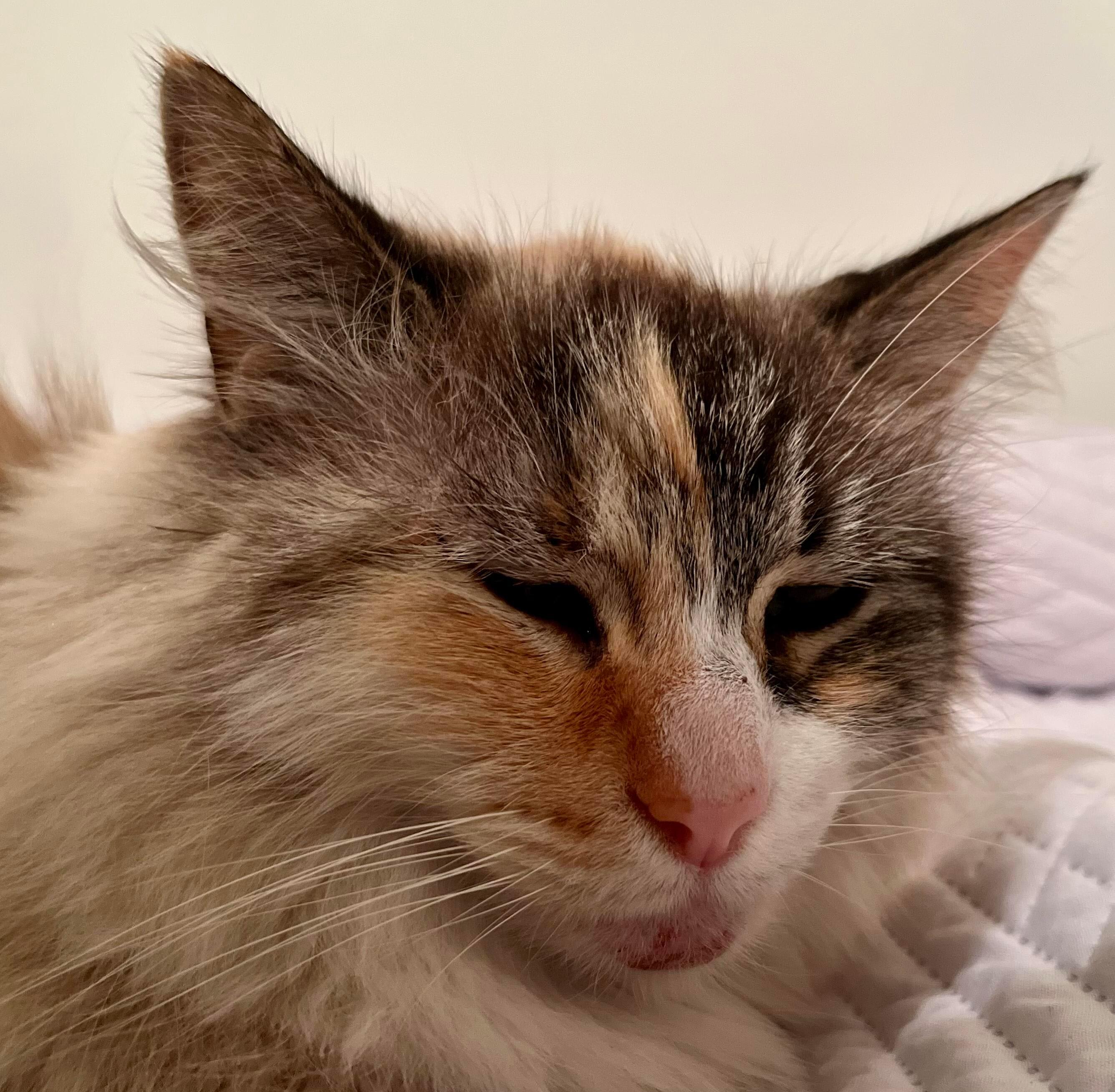 Why is my senior cat's chin red, balding, and bleeding? | Petco