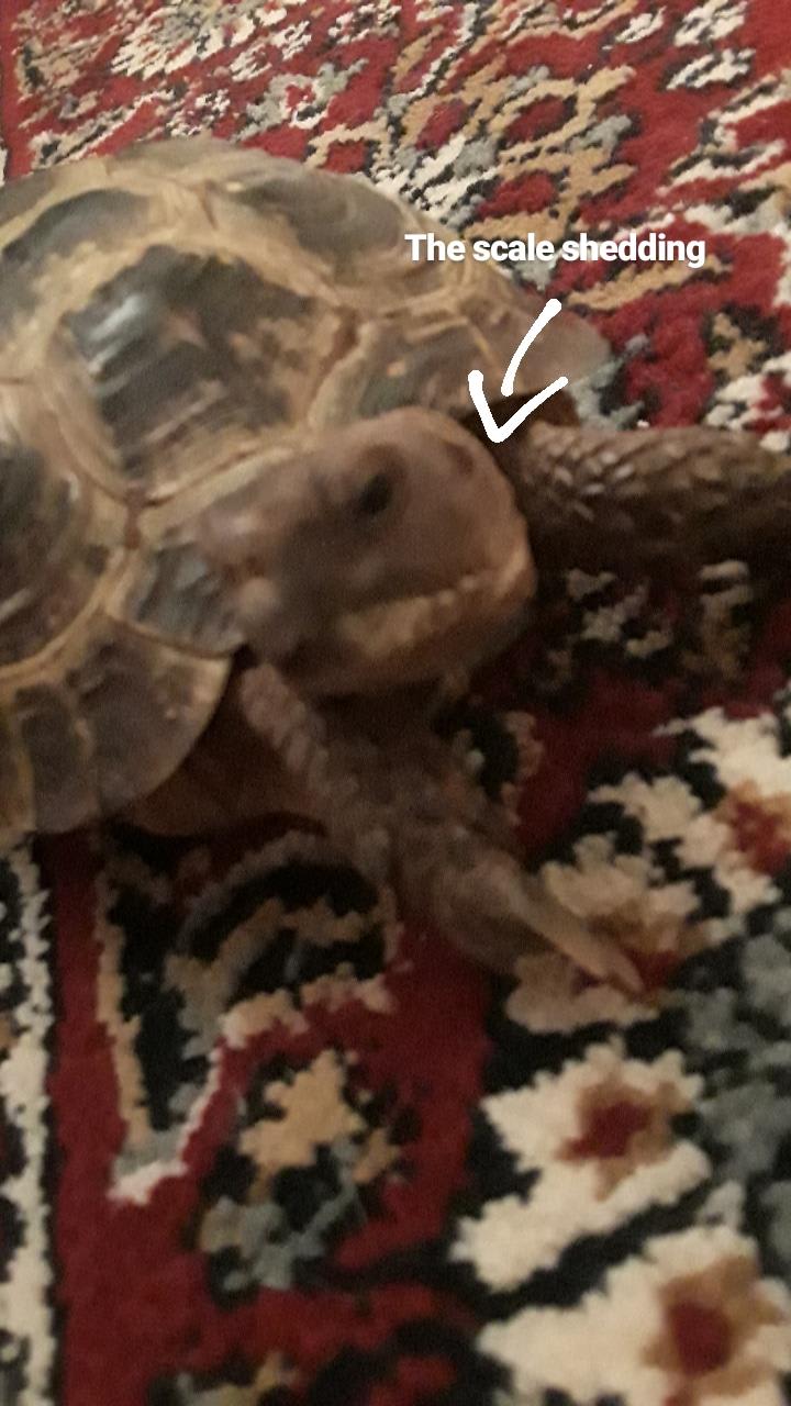 Why is my tortoise shedding head scales? Is temperature too high? | Petco