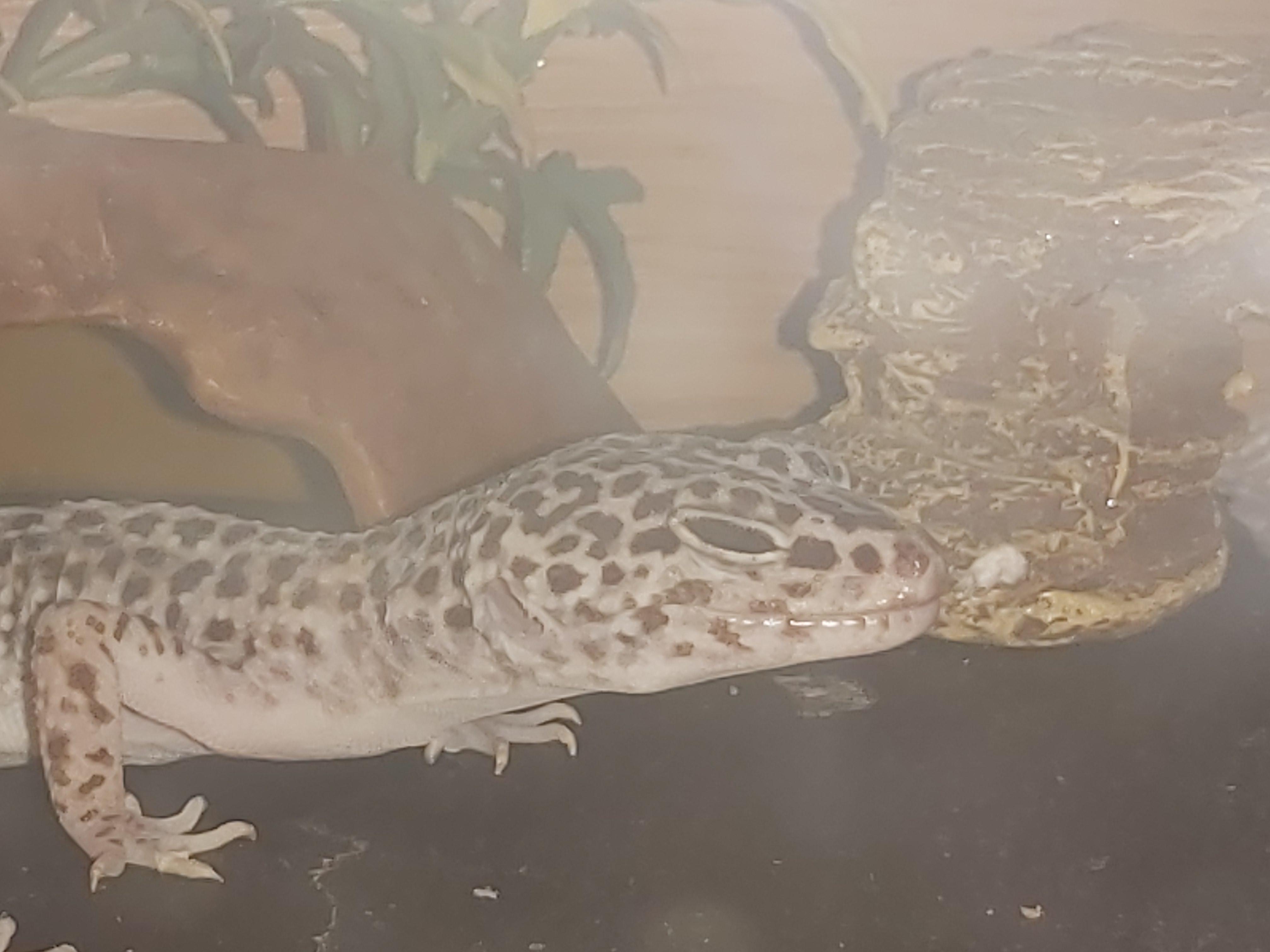 Why leopard gecko's eye swollen, not eating, losing weight? | Petco