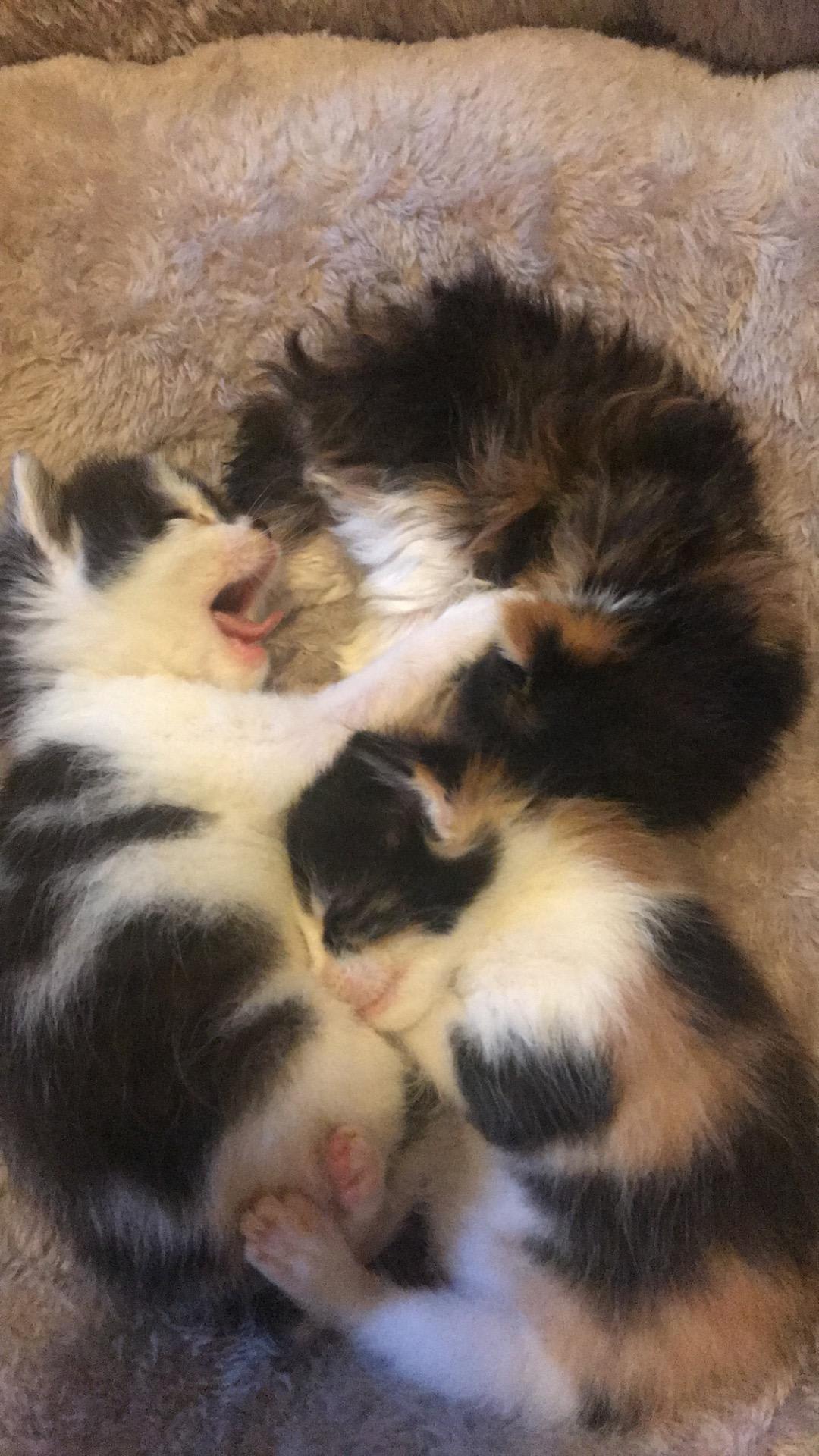 My 3-week-old kittens have diarrhea, vomit, goopy eyes. Help! | Petco