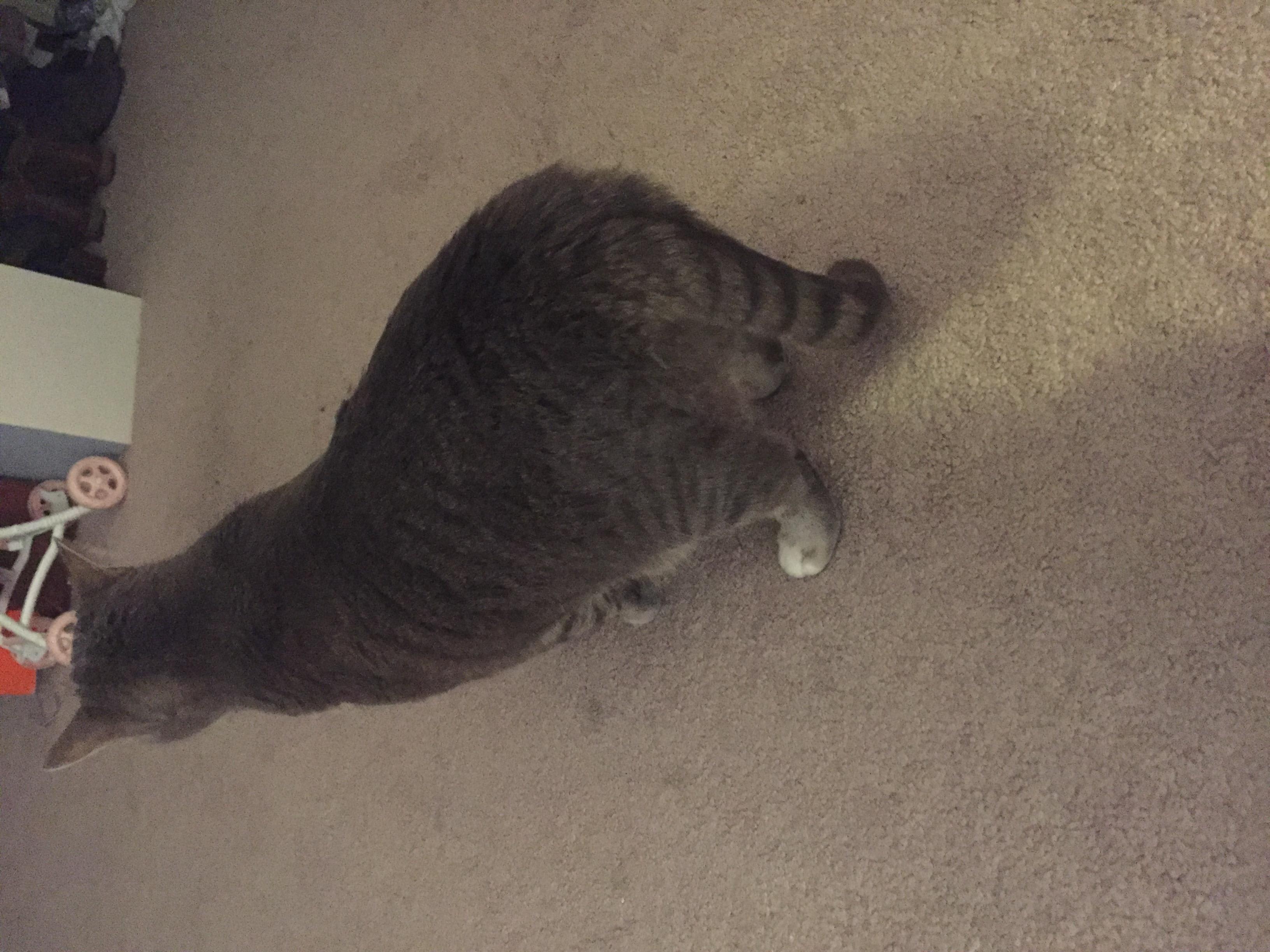 My Cat's Tail is Drooping & Cries When Touched: Is It Broken? | Petco