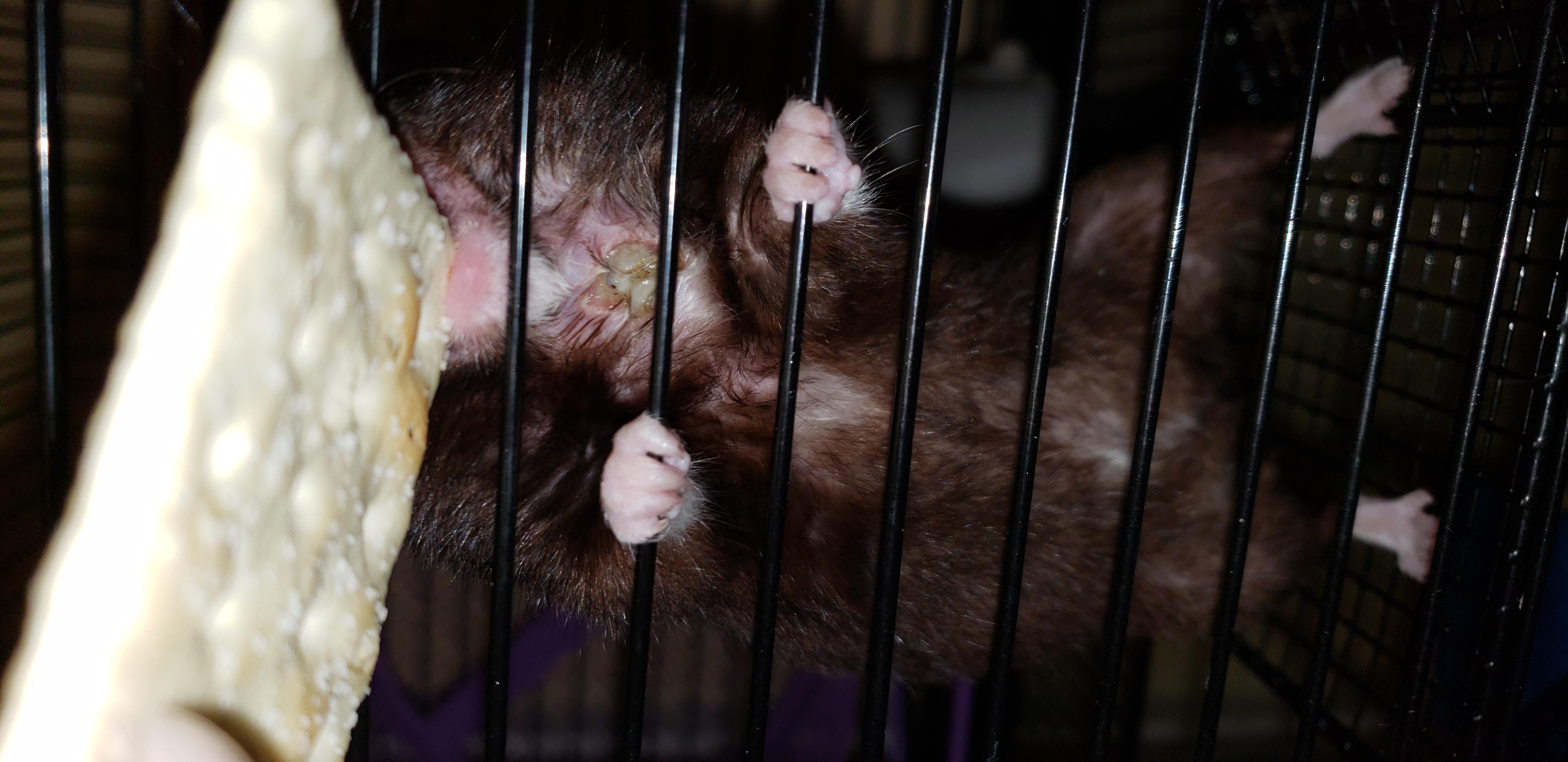 My Hamster Has a Burst Neck Lump: How to Treat It at Home | Petco