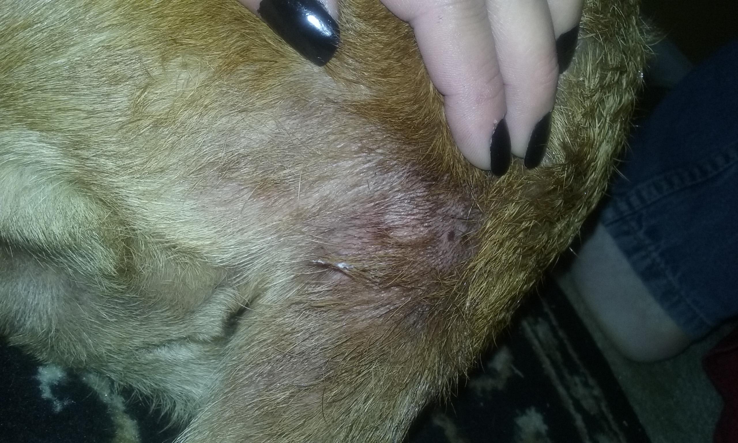 My Dog's Rear Is Raw From Scratching? Stop Itching & Heal | Petco