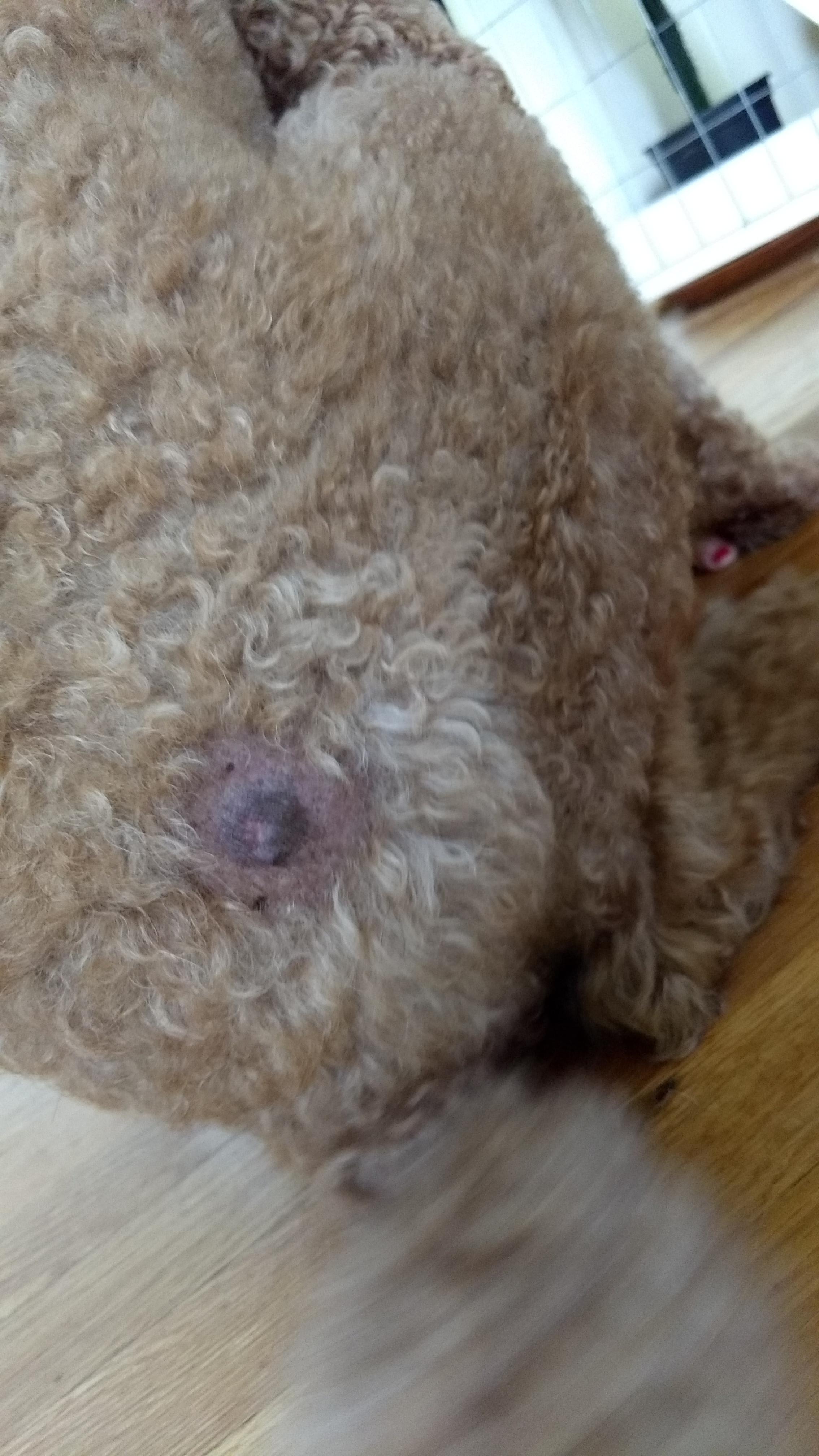 Why is my Labradoodle's skin discolored after a ruptured cyst? | Petco