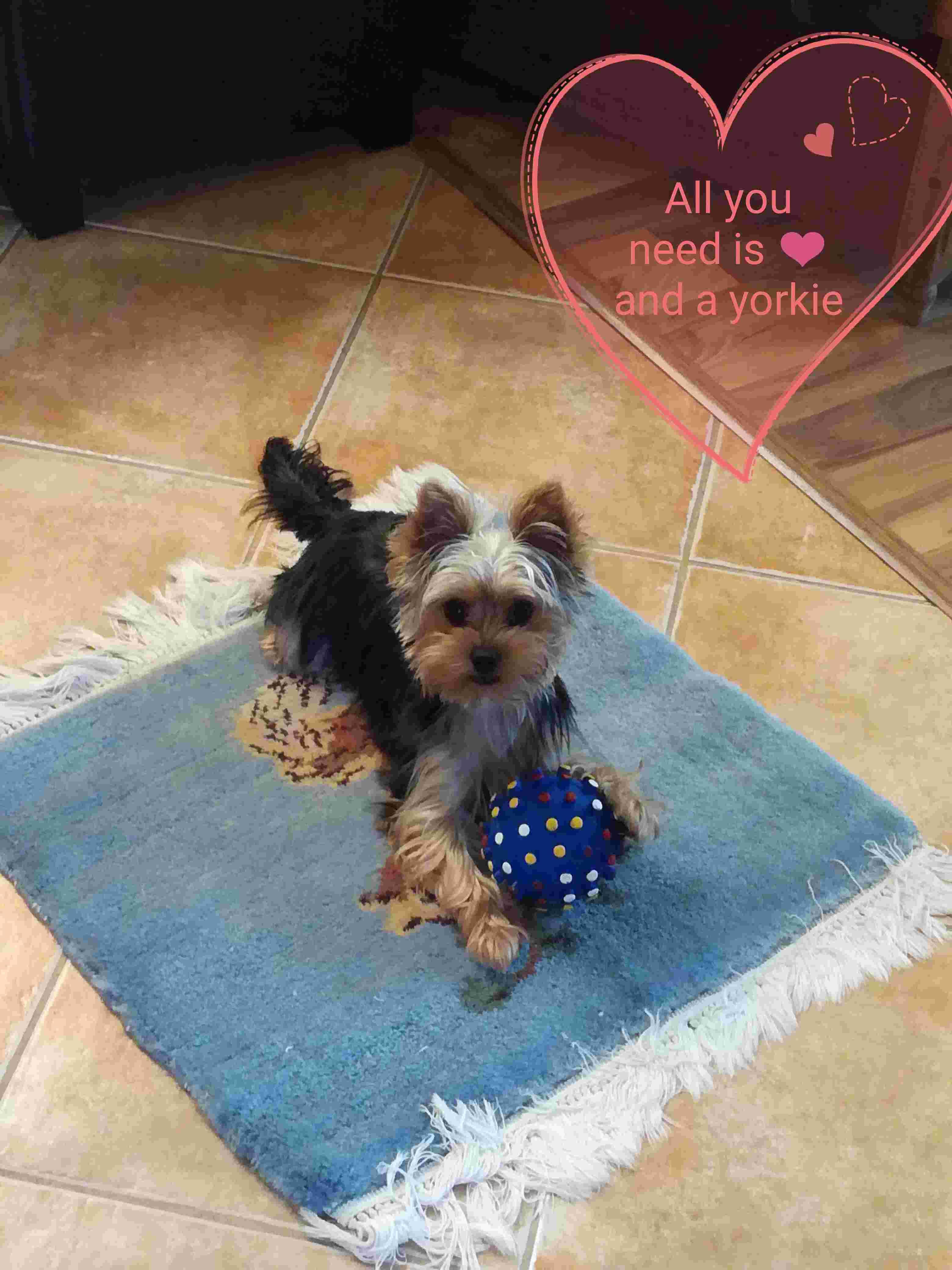 Why is my Yorkie's poop soft with mucus but she's playful? | Petco
