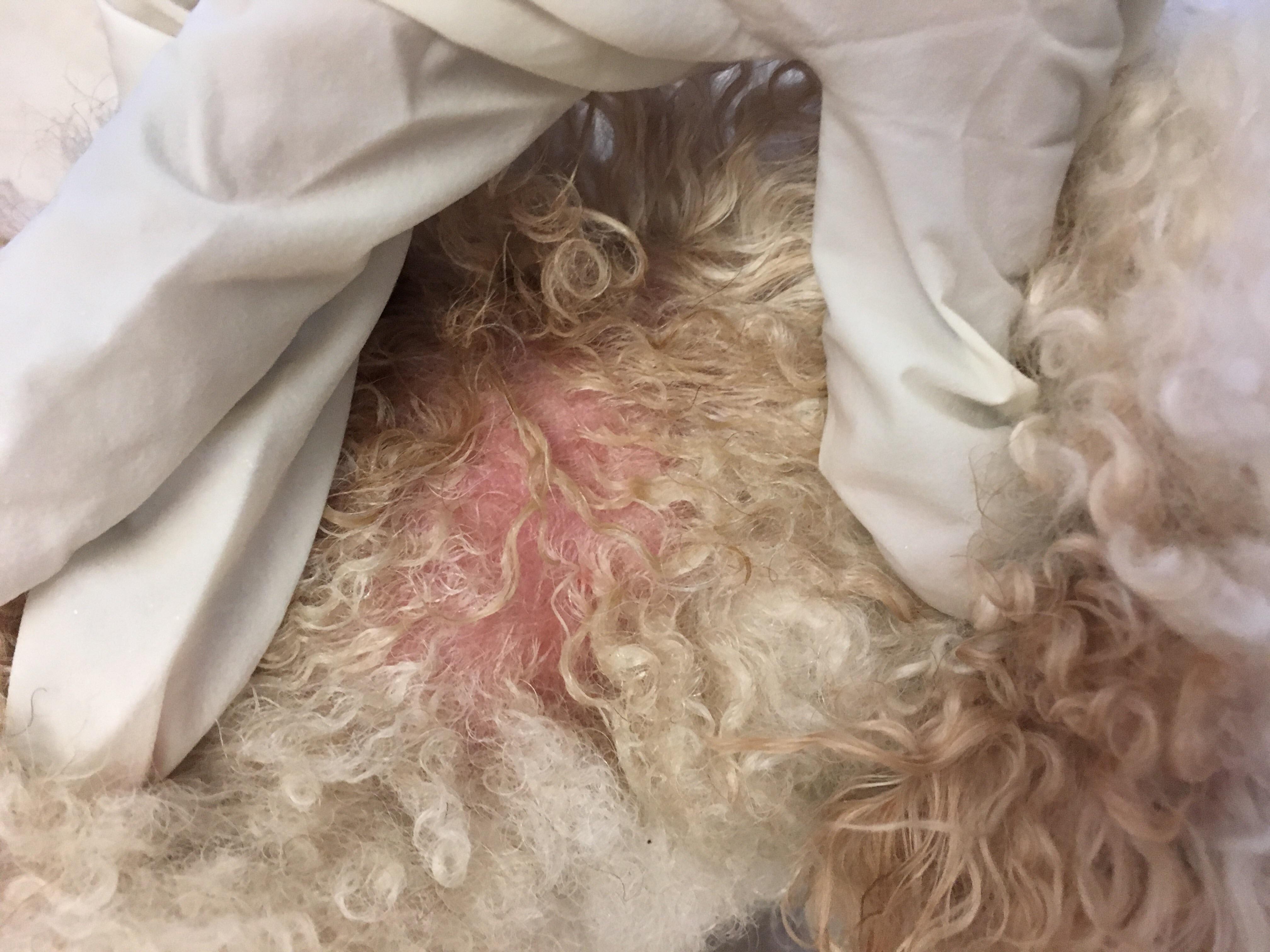 Why is my dog scratching fur off, leaving raw wounds? Allergies? | Petco