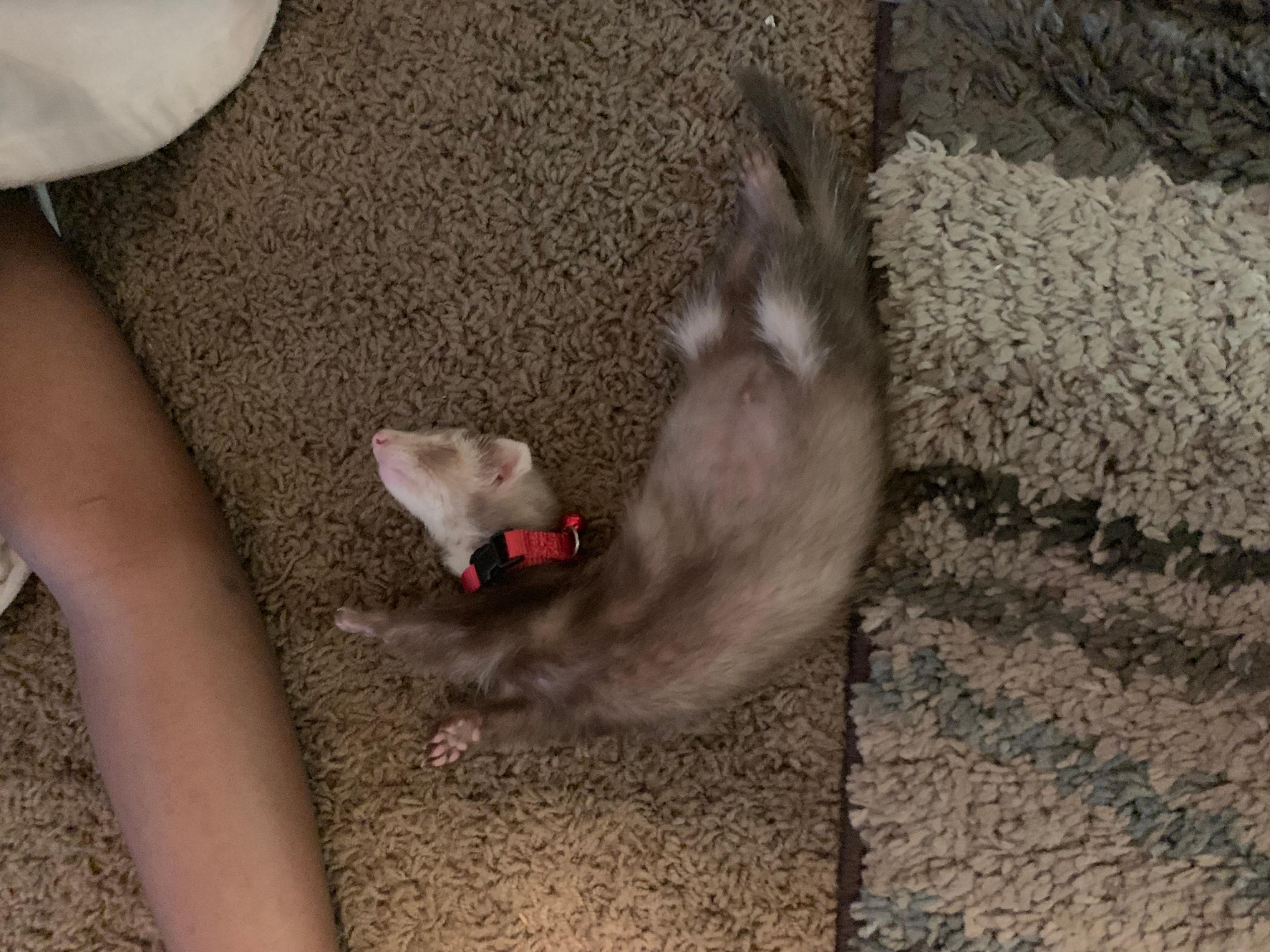 When should I schedule my new ferret's next vaccinations? | Petco