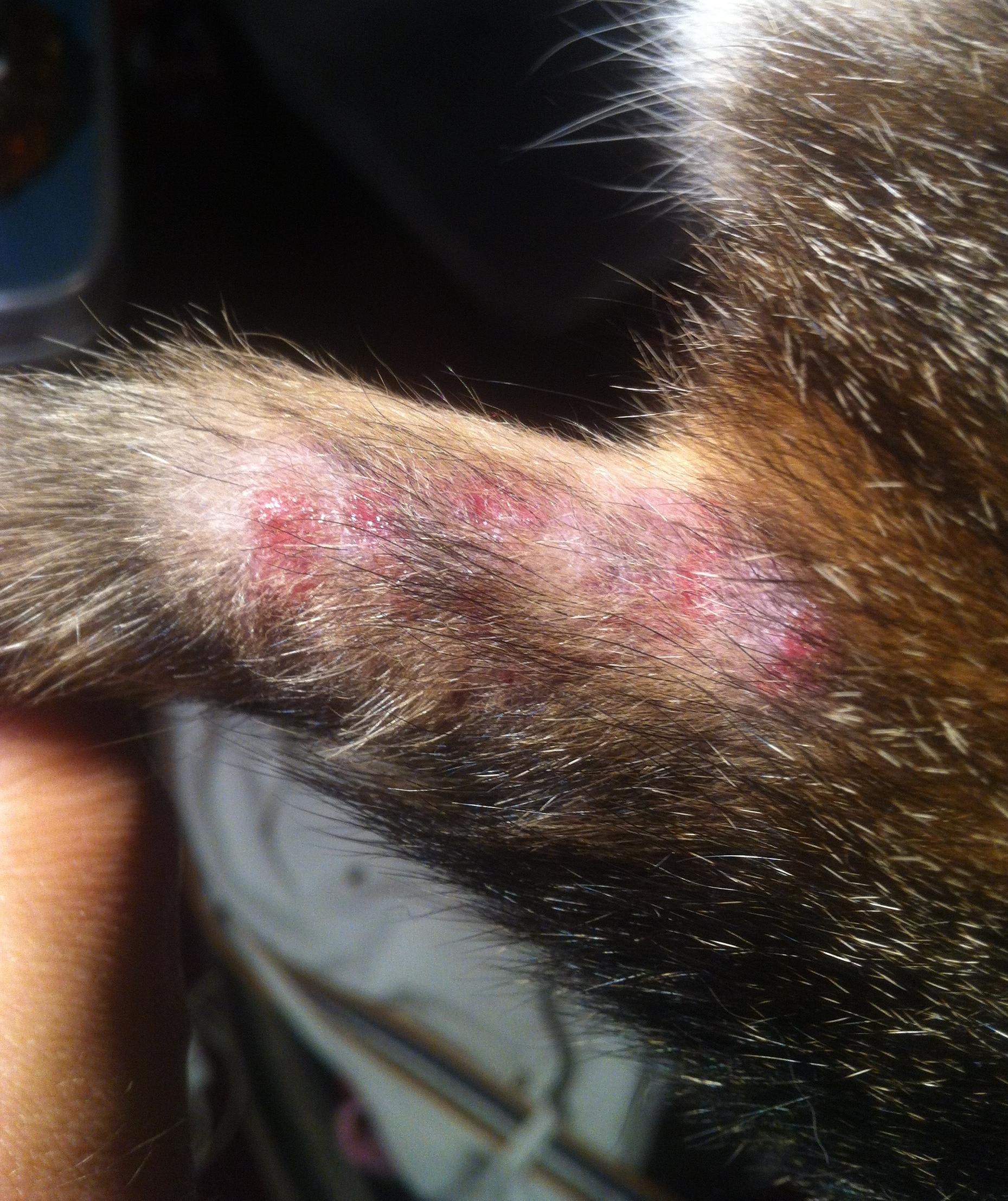Why Does My Cat Have Chronic Rashes & Won't Stop Scratching? | Petco