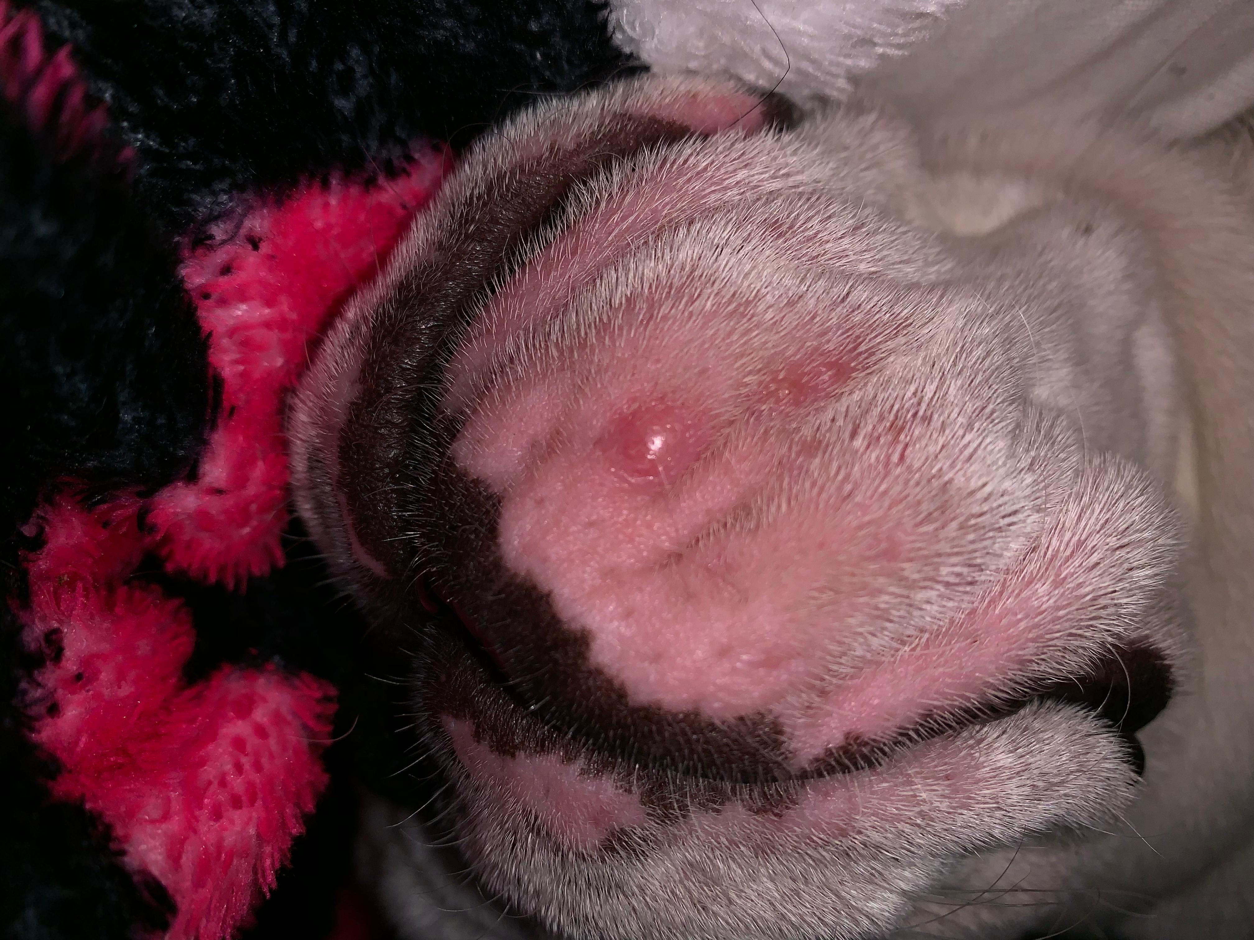 My puppy has pimples on chin. What causes them and how to treat? | Petco