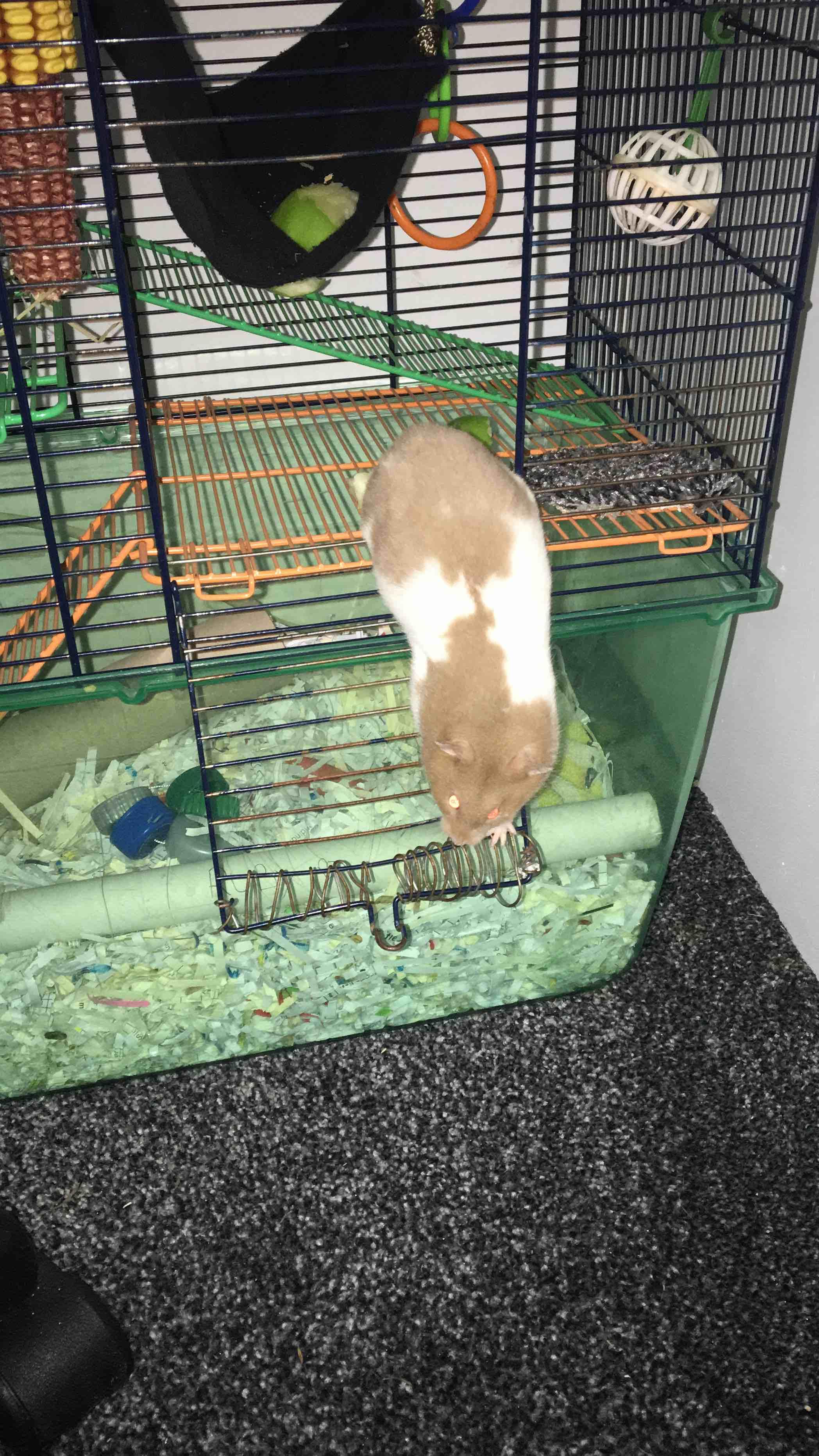 My Syrian Hamster is Skinny: How to Help Her Gain Weight | Petco