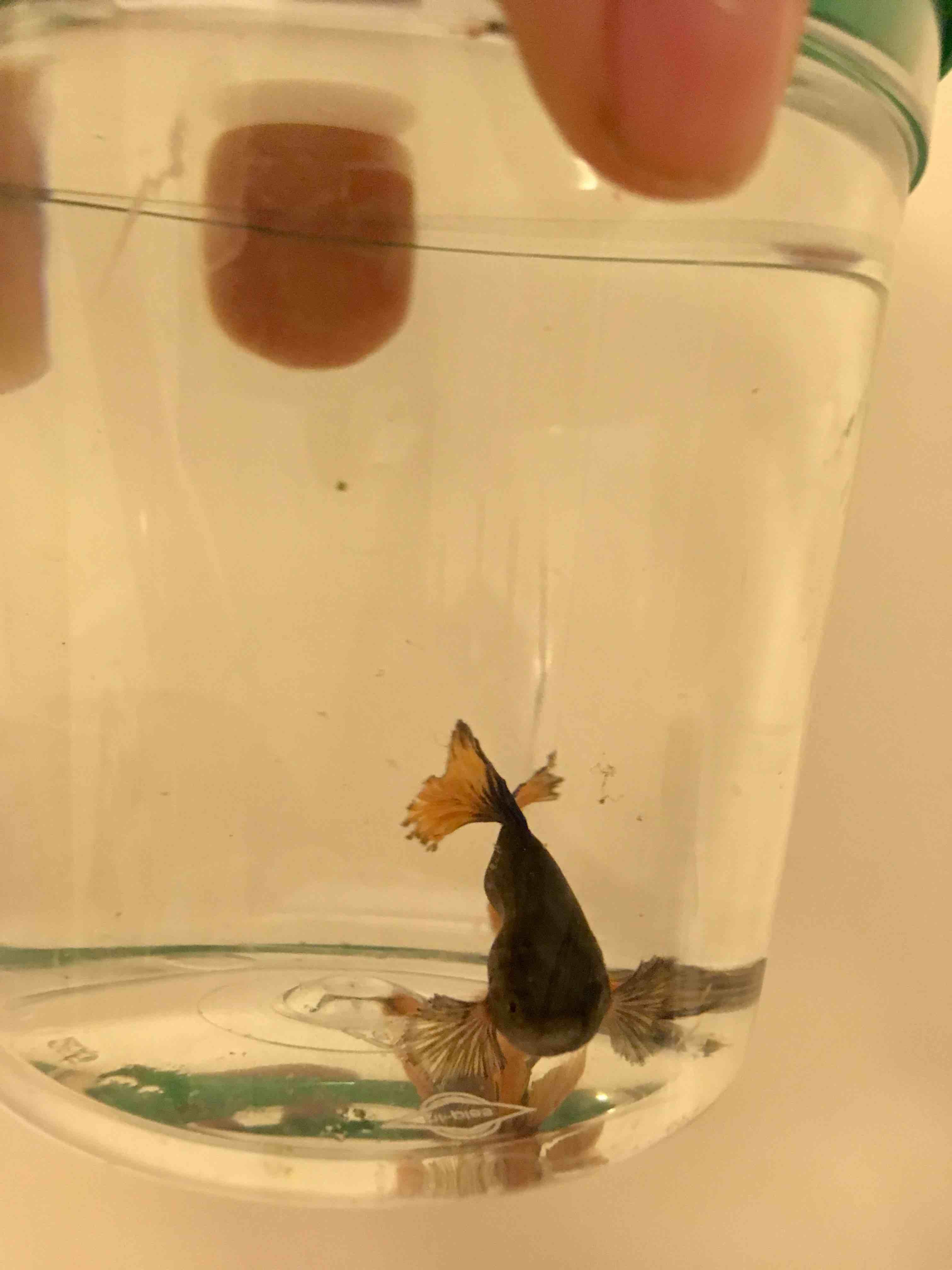 Why is my betta's belly swollen and why does he keep sinking? | Petco