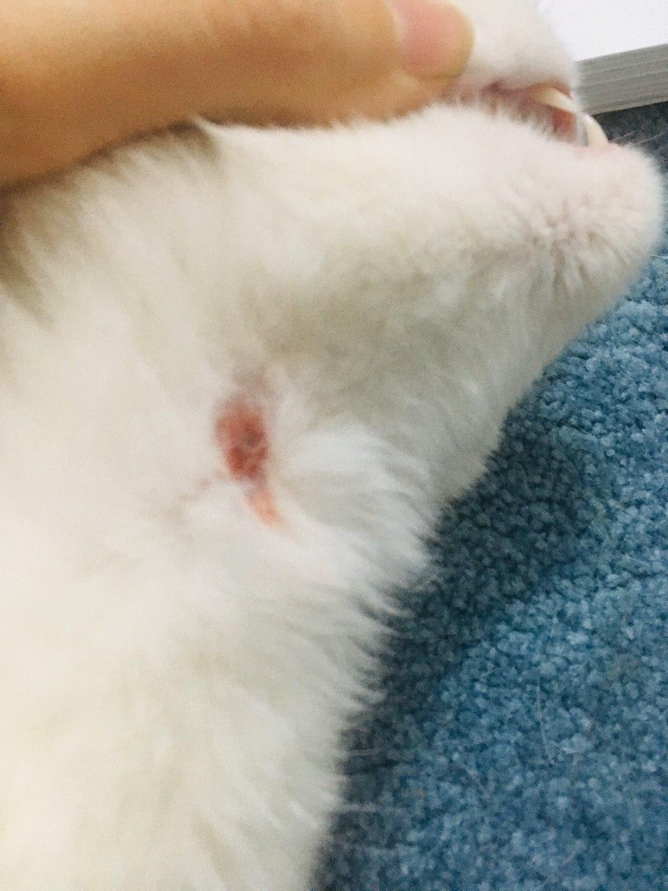 Why Does My Cat Have a Bruise-Like Neck Wound from Scratching? | Petco