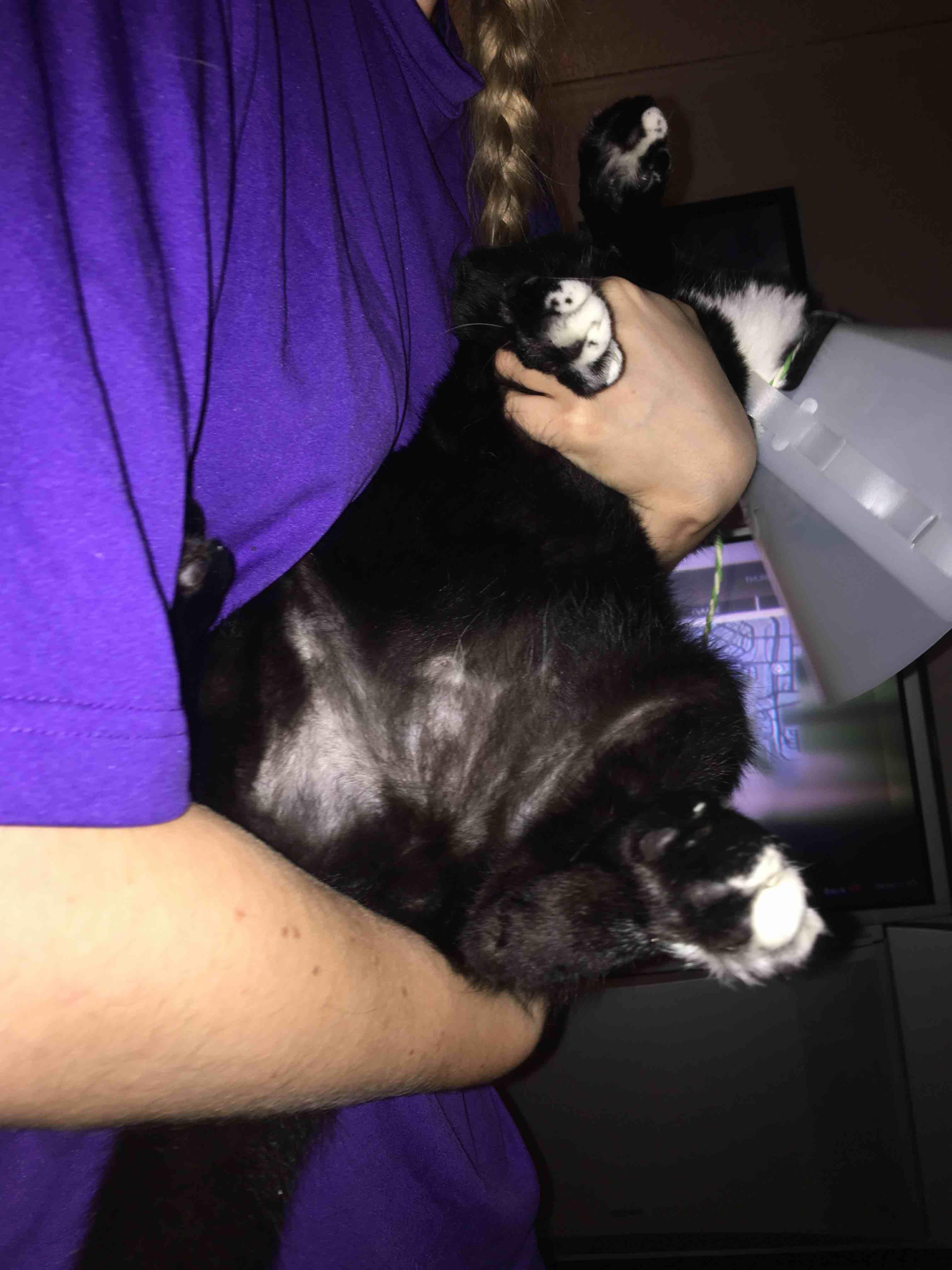 Cat Ripping Fur from Fleas? What to Do Until Next Flea Medicine? | Petco