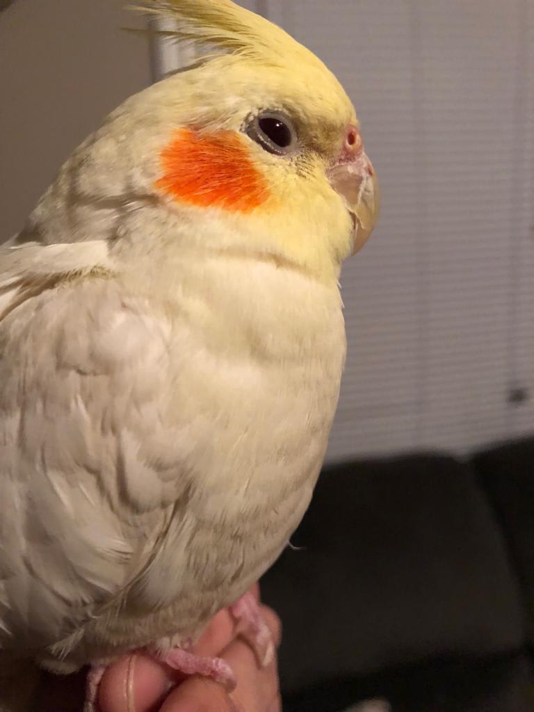 Bird hit window? Beak cracked, leg purple, not eating? Get help! | Petco