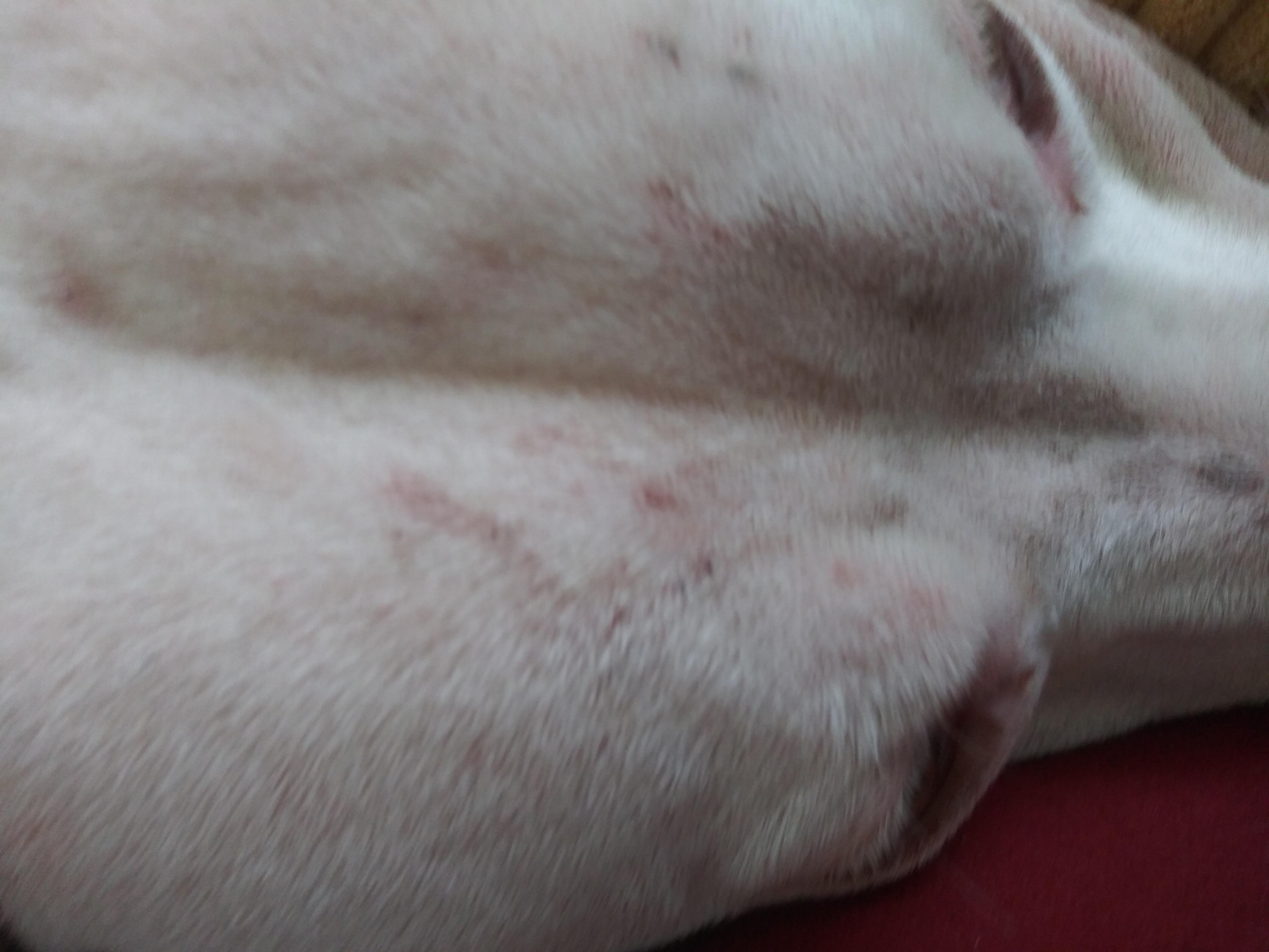 Why does my dog have red bumps & spots on ears, face, legs? | Petco
