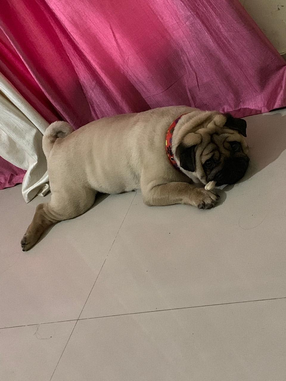 When to Deworm Your New Pug Puppy for the First Time? | Petco