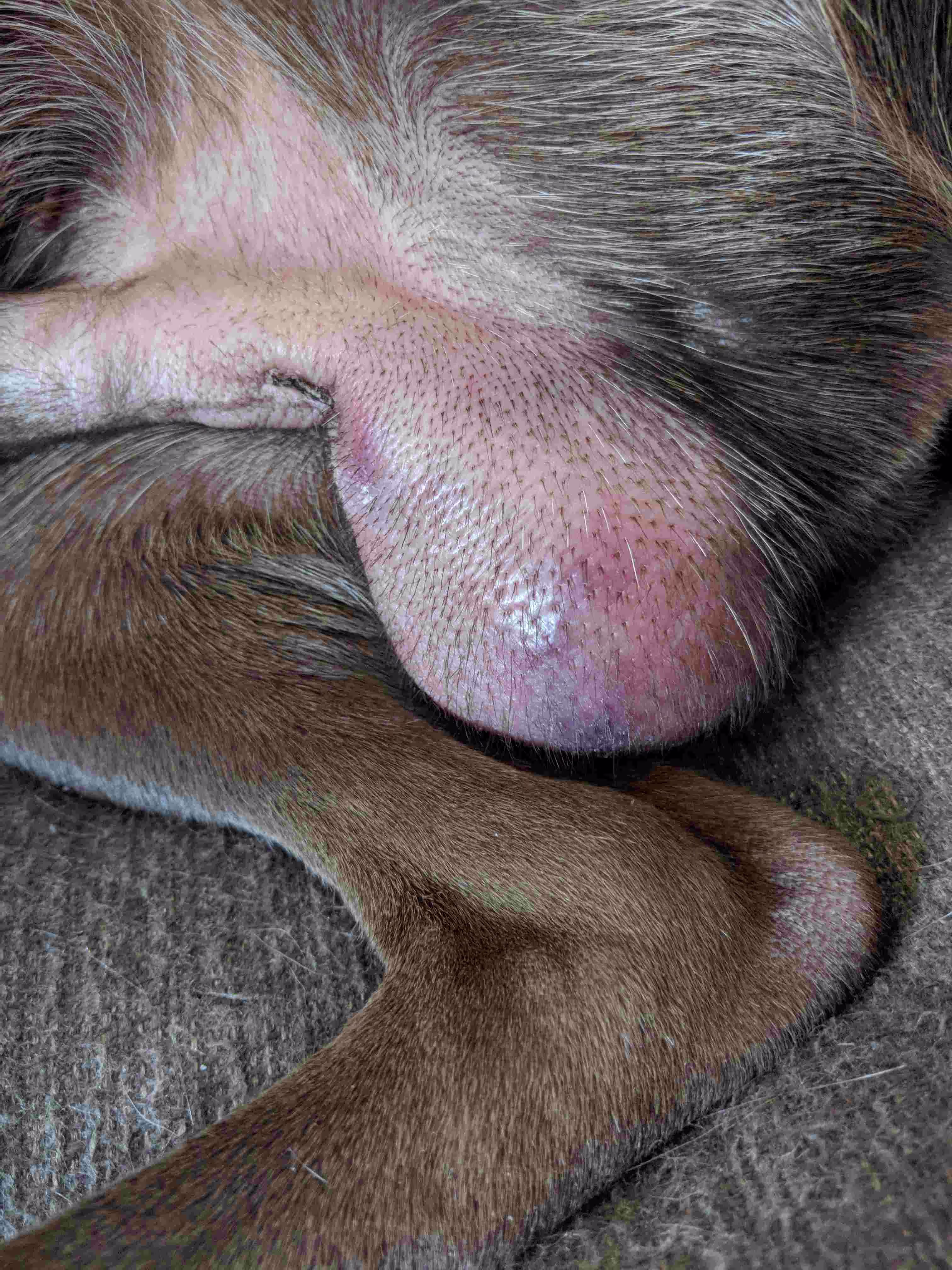 Dog's Scrotum Swollen After Neuter? Infection or Pain? | Petco
