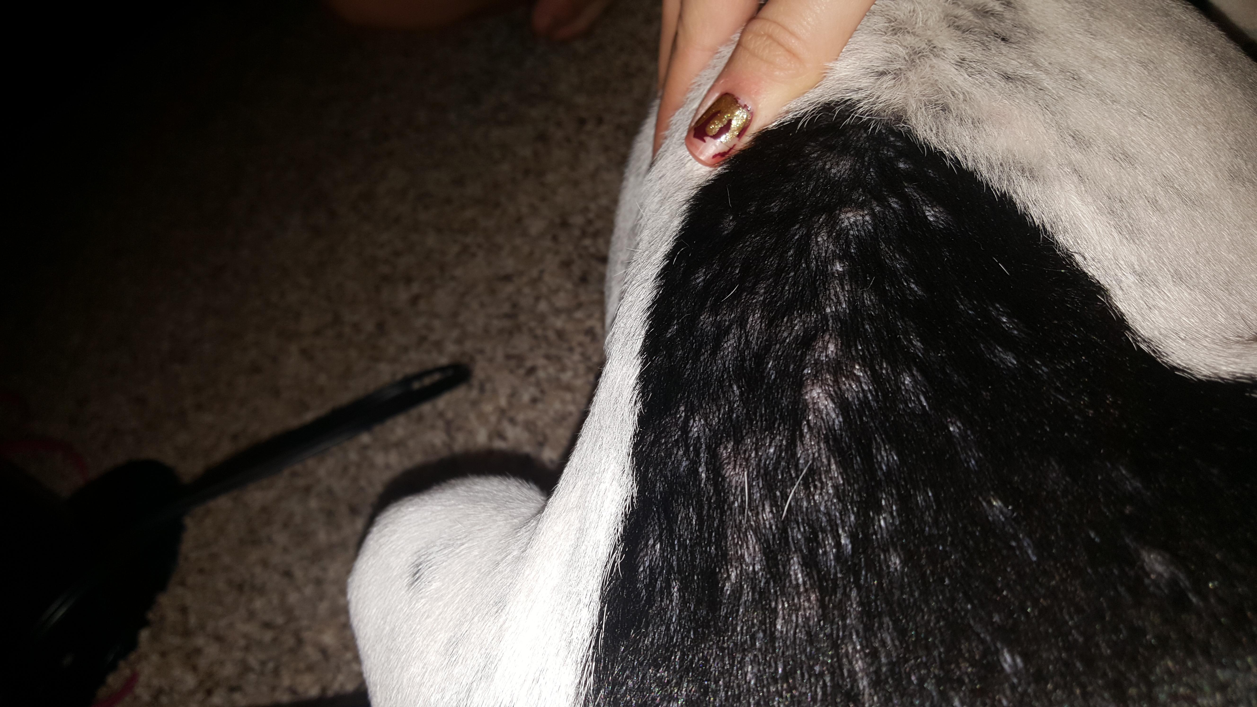 What are these pink bumps on my pit bull puppy's back and tail? | Petco