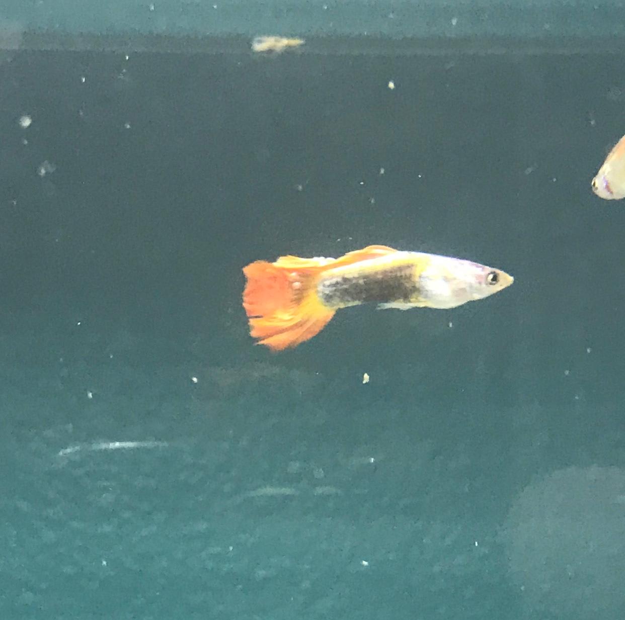 What are white bumps on your guppy's tail and dorsal fin? | Petco
