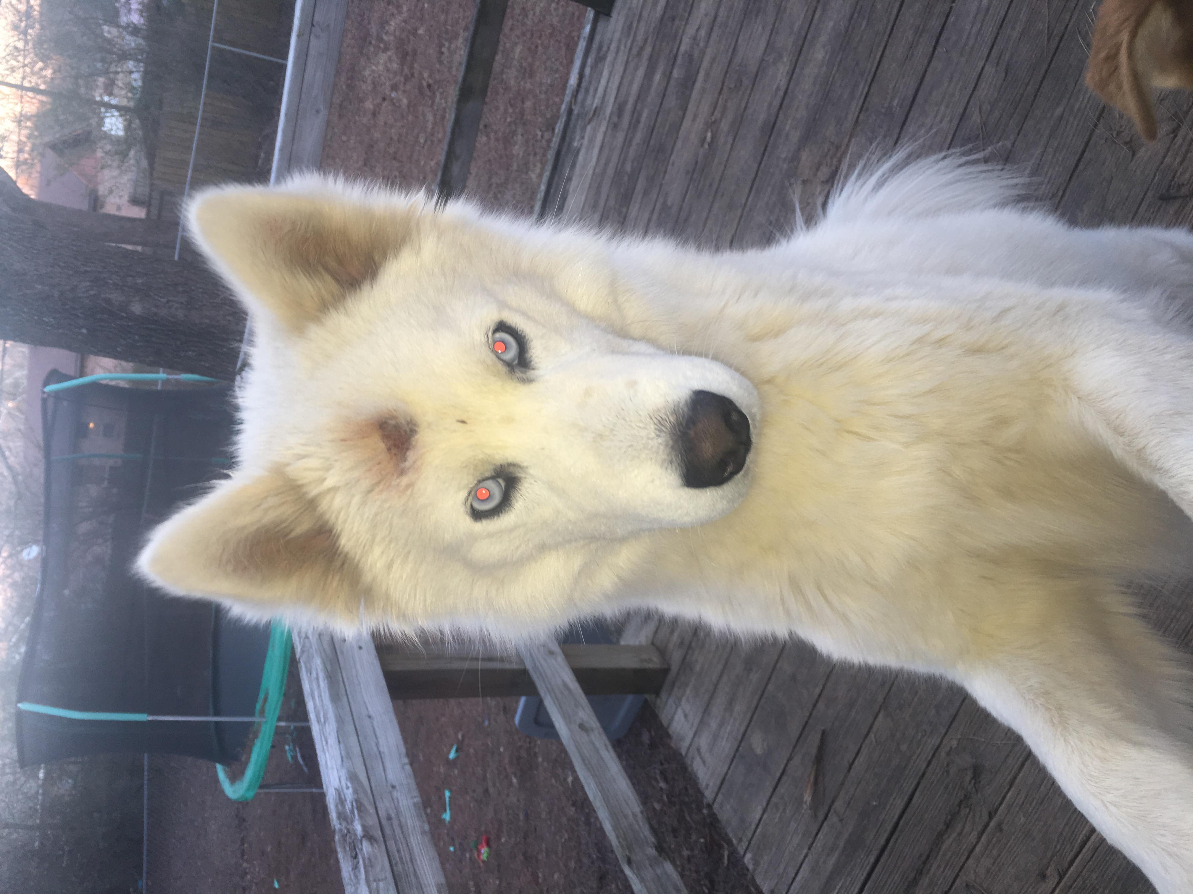 Why Does My Husky Have a Bald, Red Spot on His Forehead? | Petco