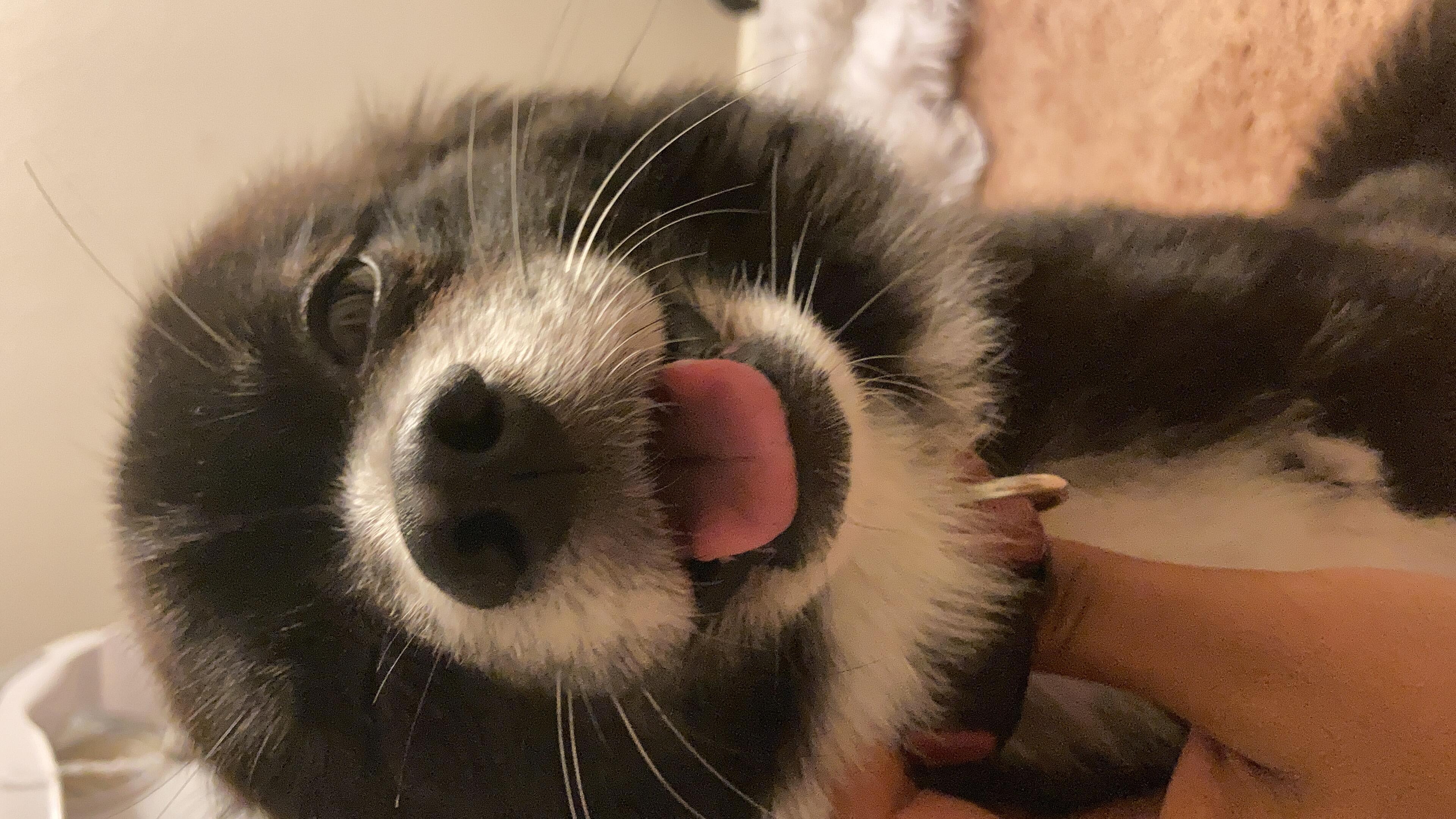 My Dog Squinting One Eye? Is It an Emergency? Find Out | Petco