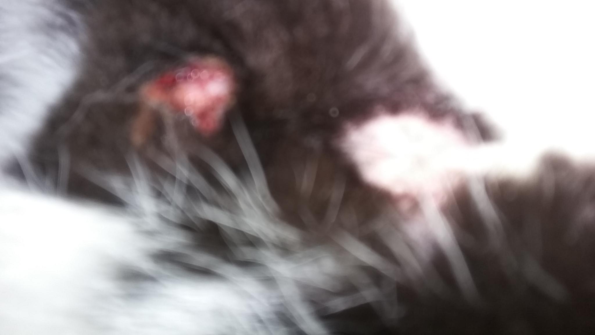 Neutered Cat Incision Bleeding After Fight? When to See a Vet | Petco