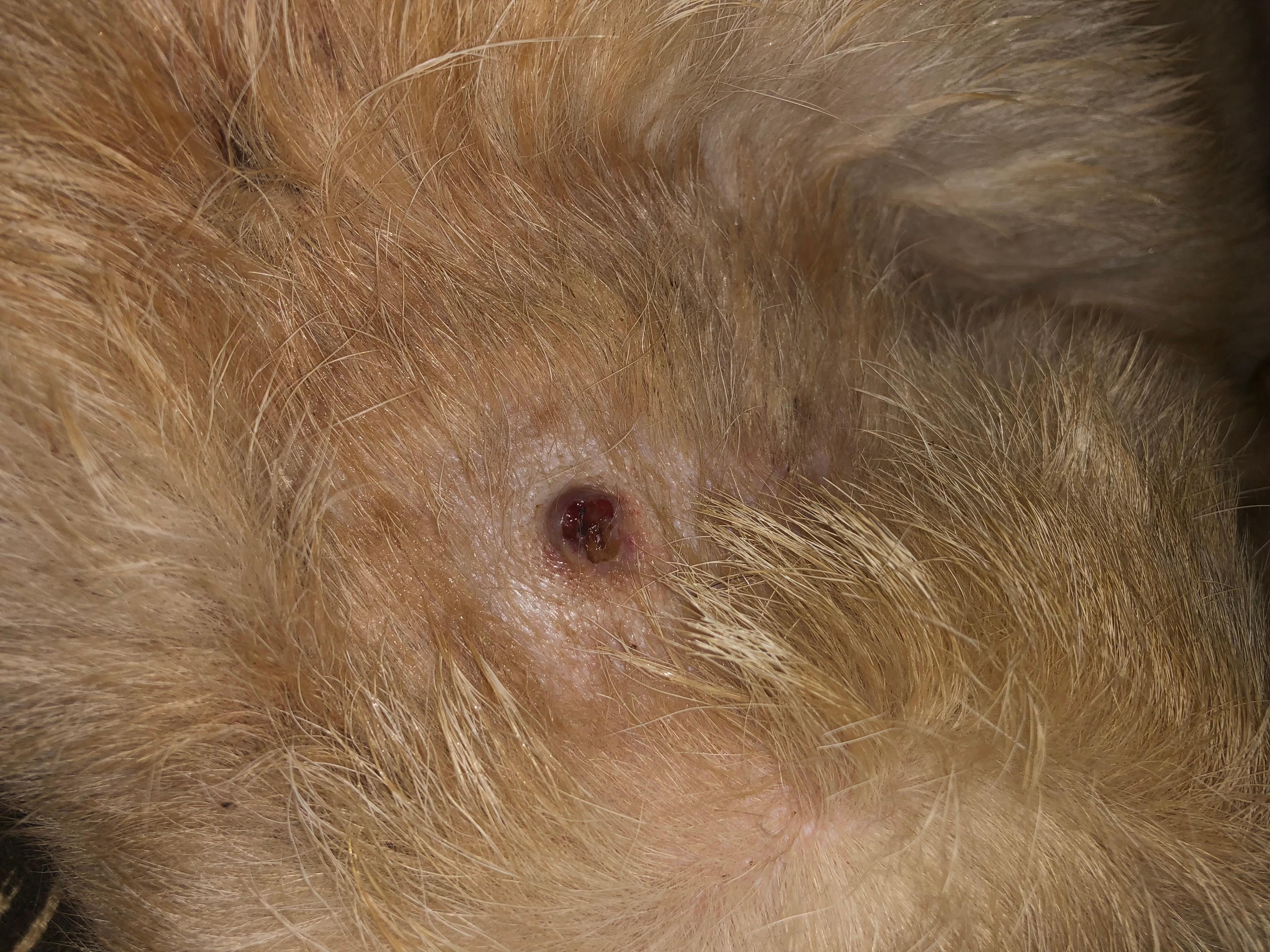 My senior dog has a neck lump after a scab fell off. What is it? | Petco