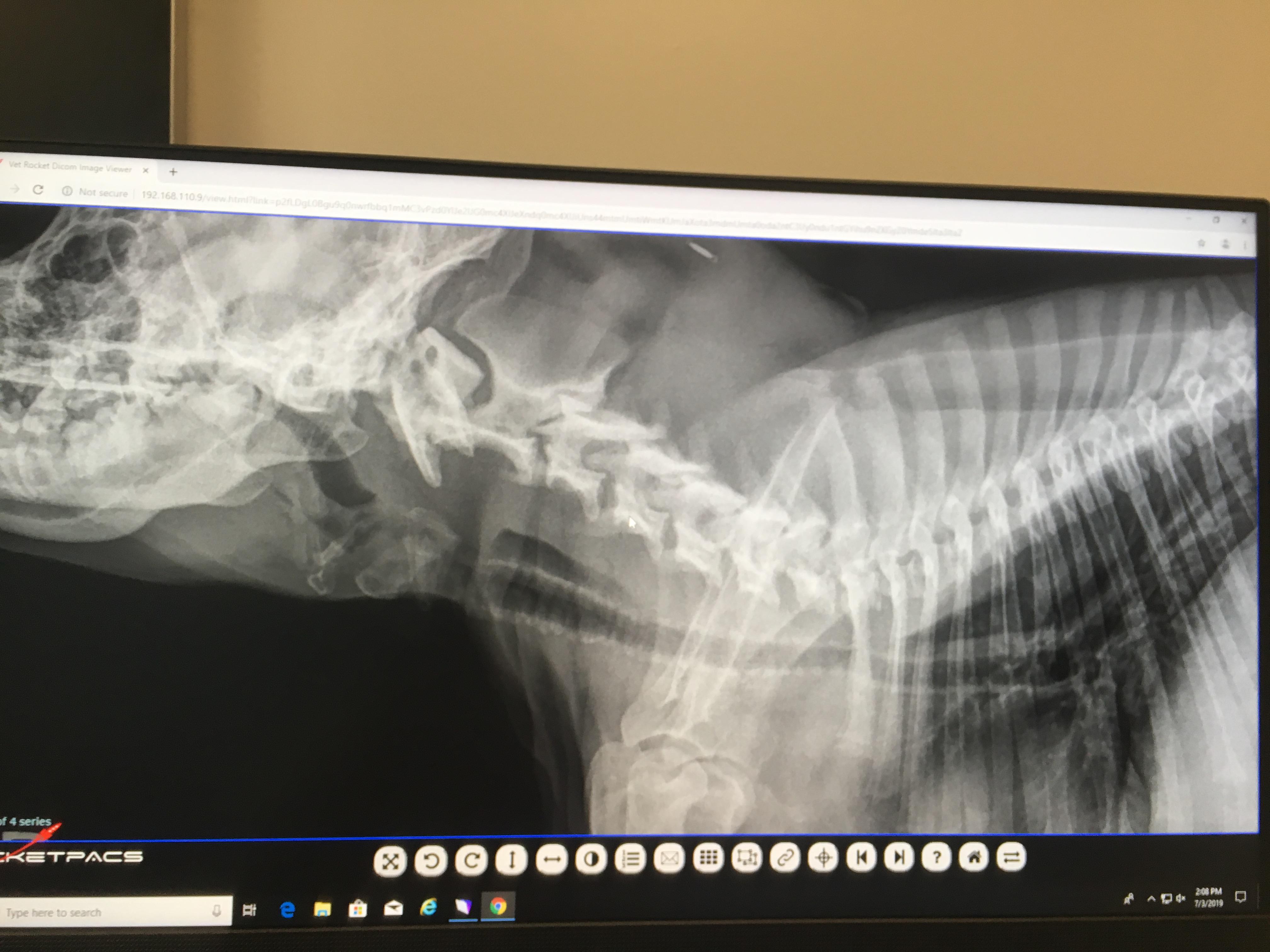 Dog Labored Breathing? Common Tracheal Surgery & Mineralization Causes ...