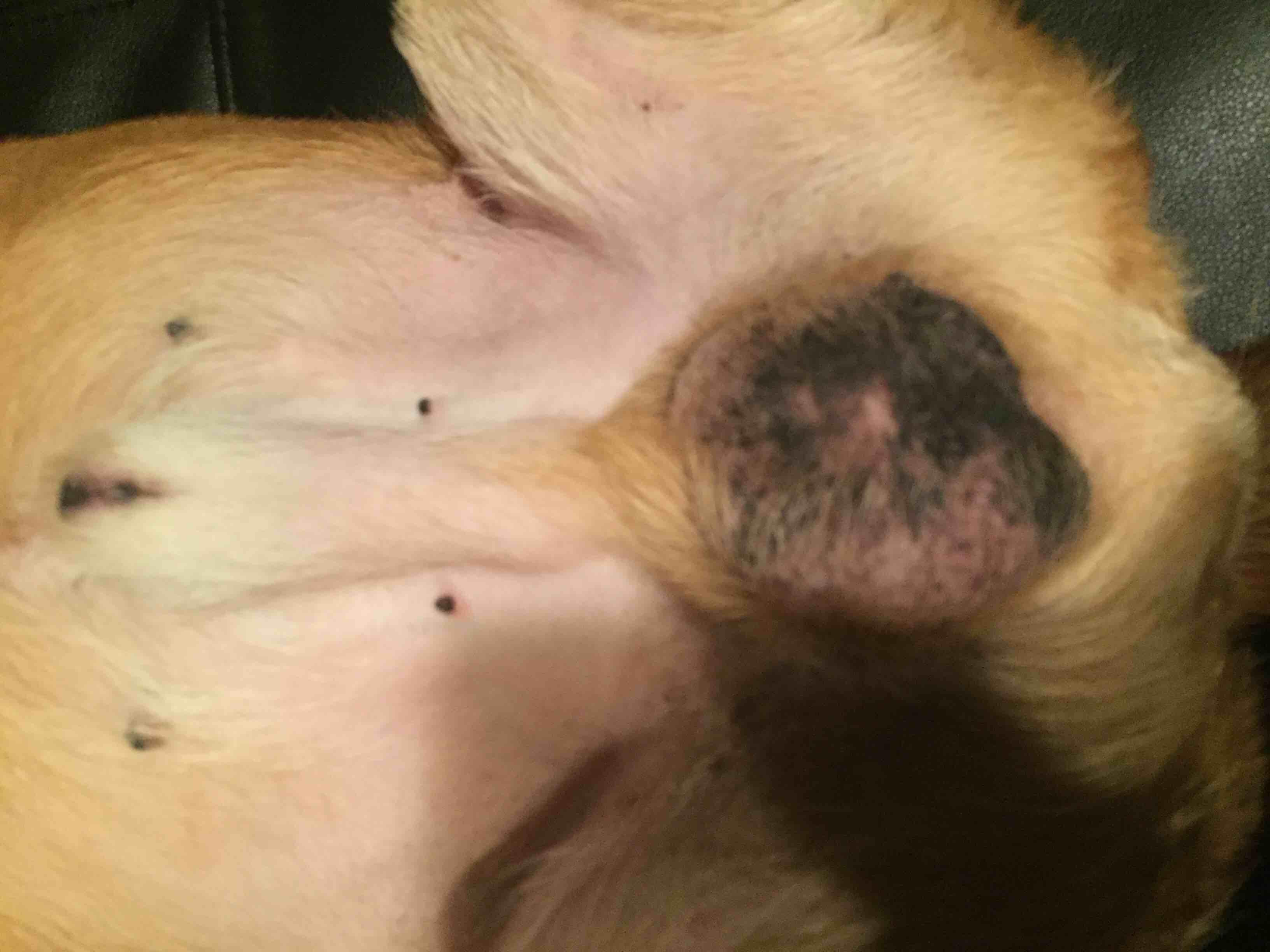 Is it normal for my dog to have one testicle bigger than the other? | Petco