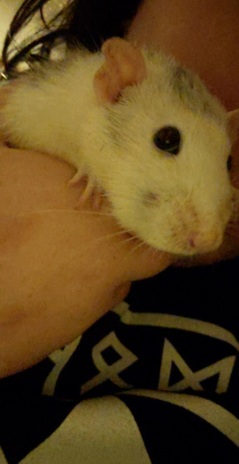 My Rat Has a Sudden Cheek Lump: Is it an Abscess or a Tumor? | Petco