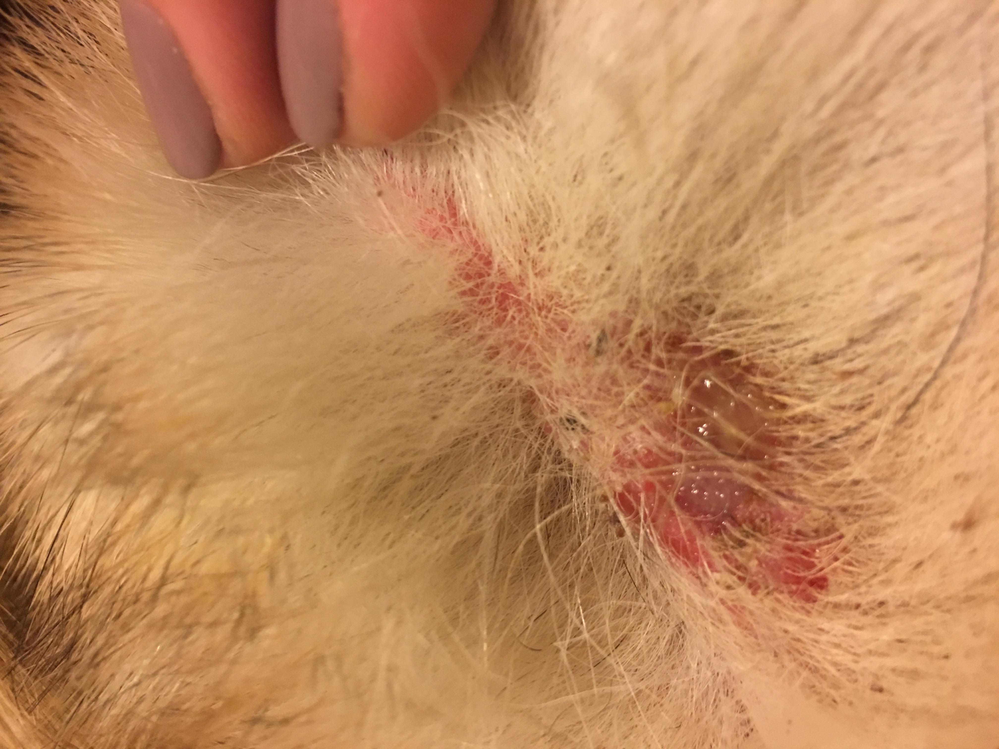 What could this be? This is my 2 year old German Shepard. He’s got ...