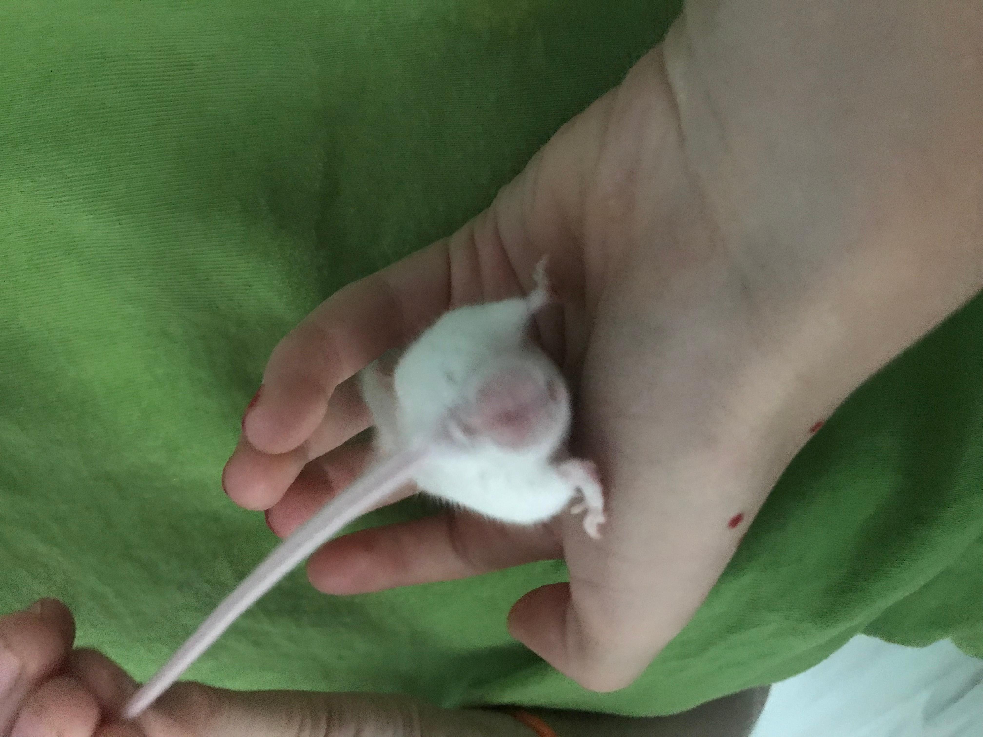 Why is my female mouse's vaginal area swollen? Is she sick? | Petco