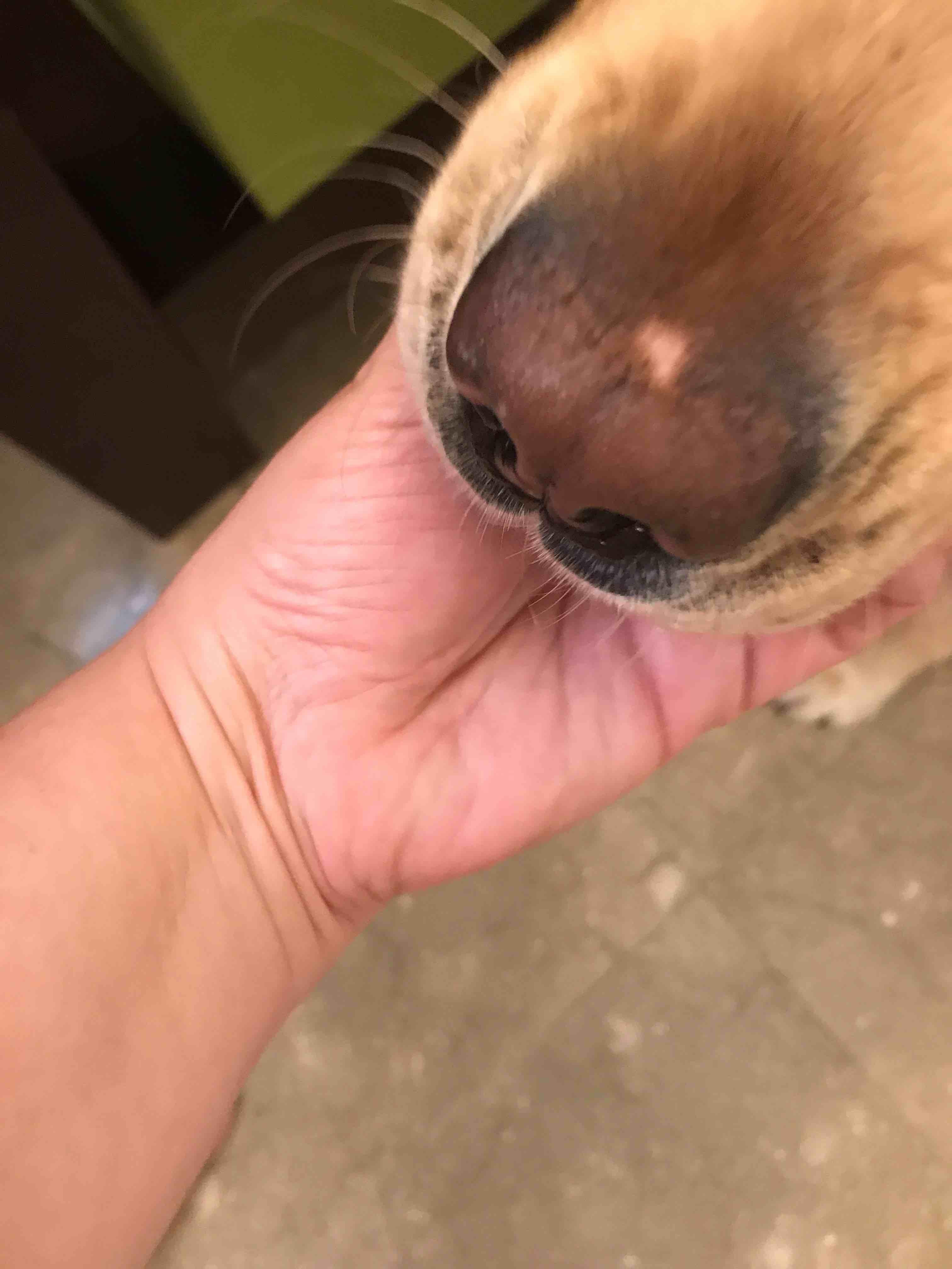 My Dog Has a Pink Scraped Nose: Ointment or Vet Visit? | Petco