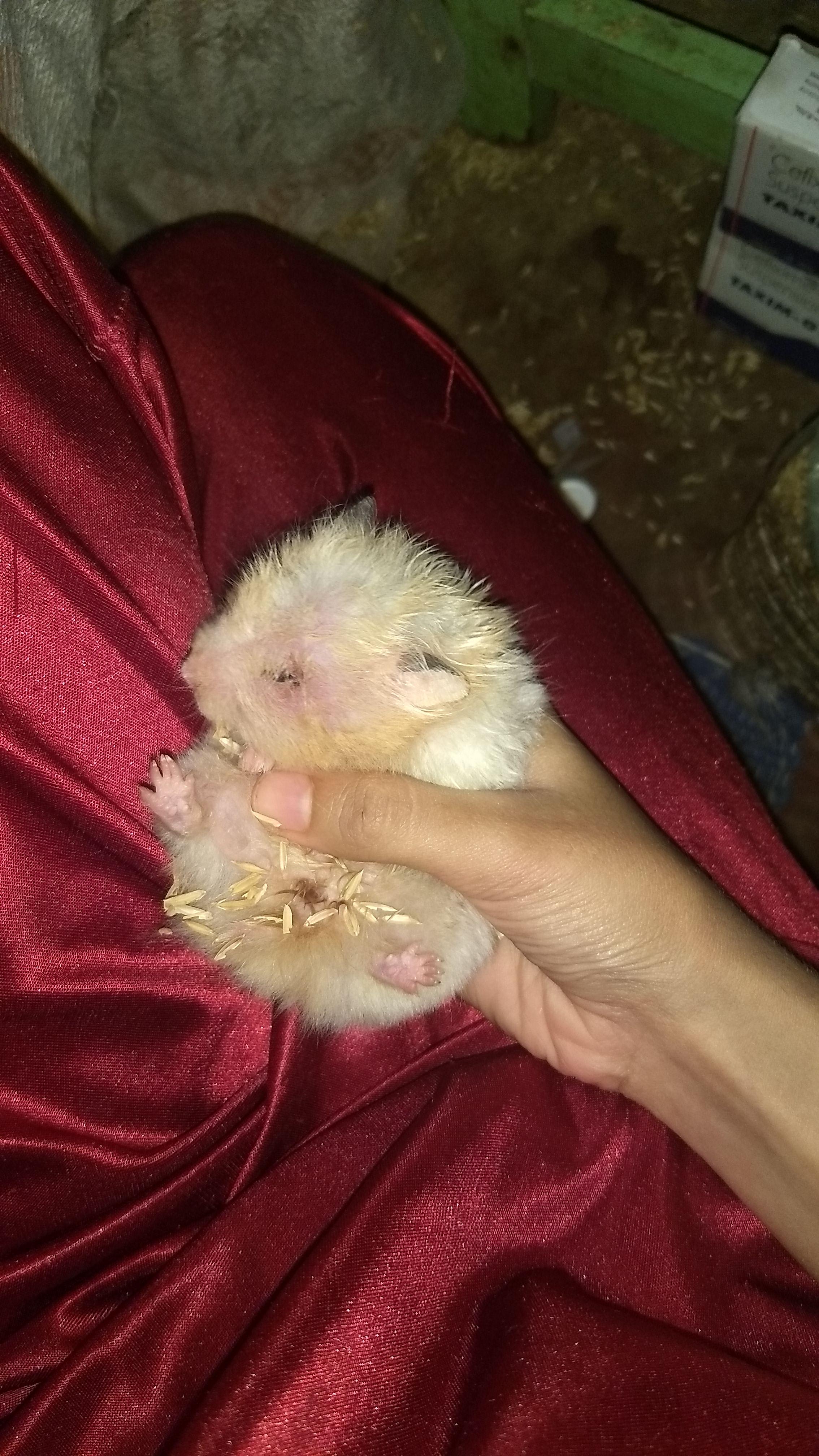 Hamster fell: swollen head & eye. Can natural remedies help? | Petco