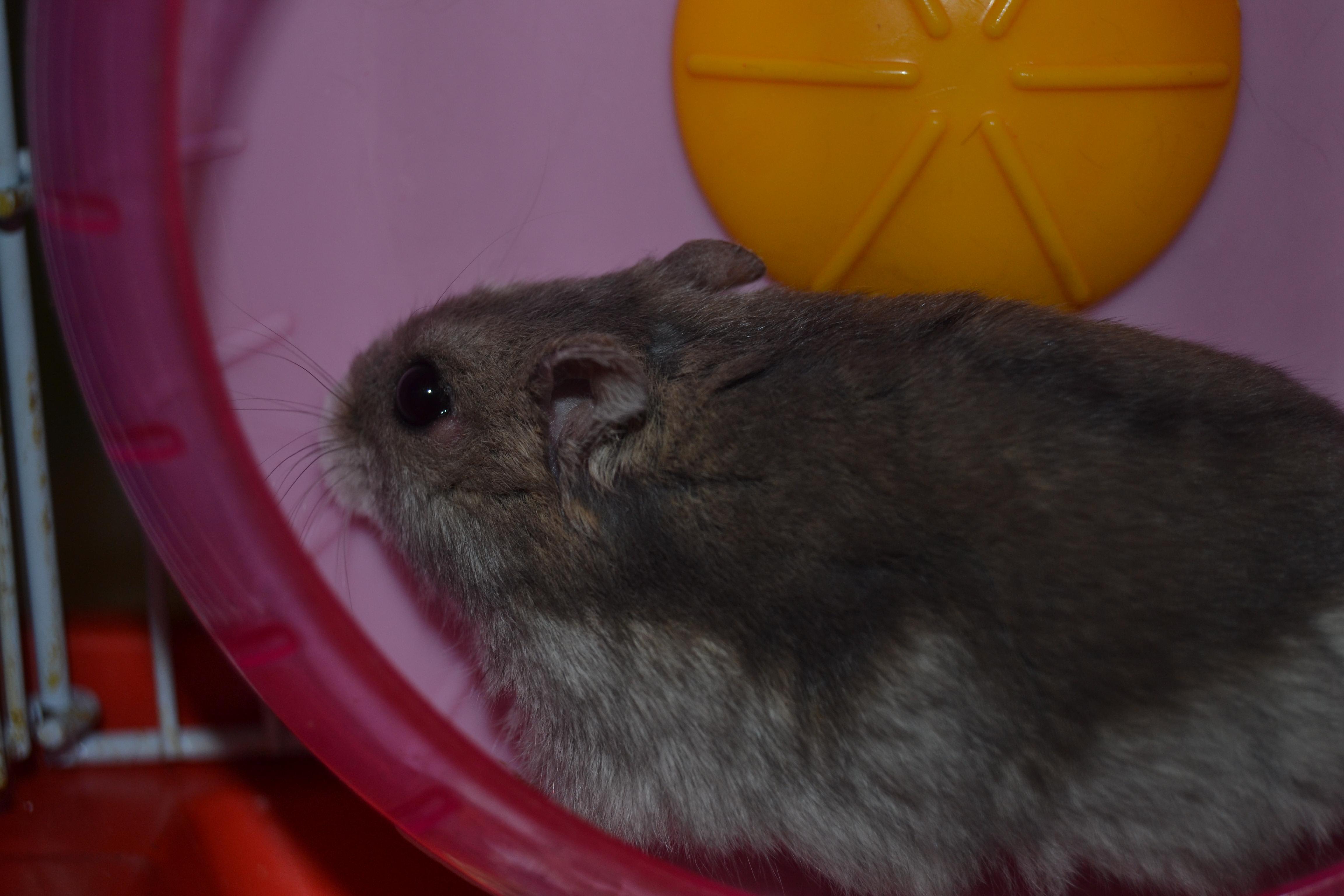 Why is my hamster's eye swollen, closed, and has a lump under it? | Petco