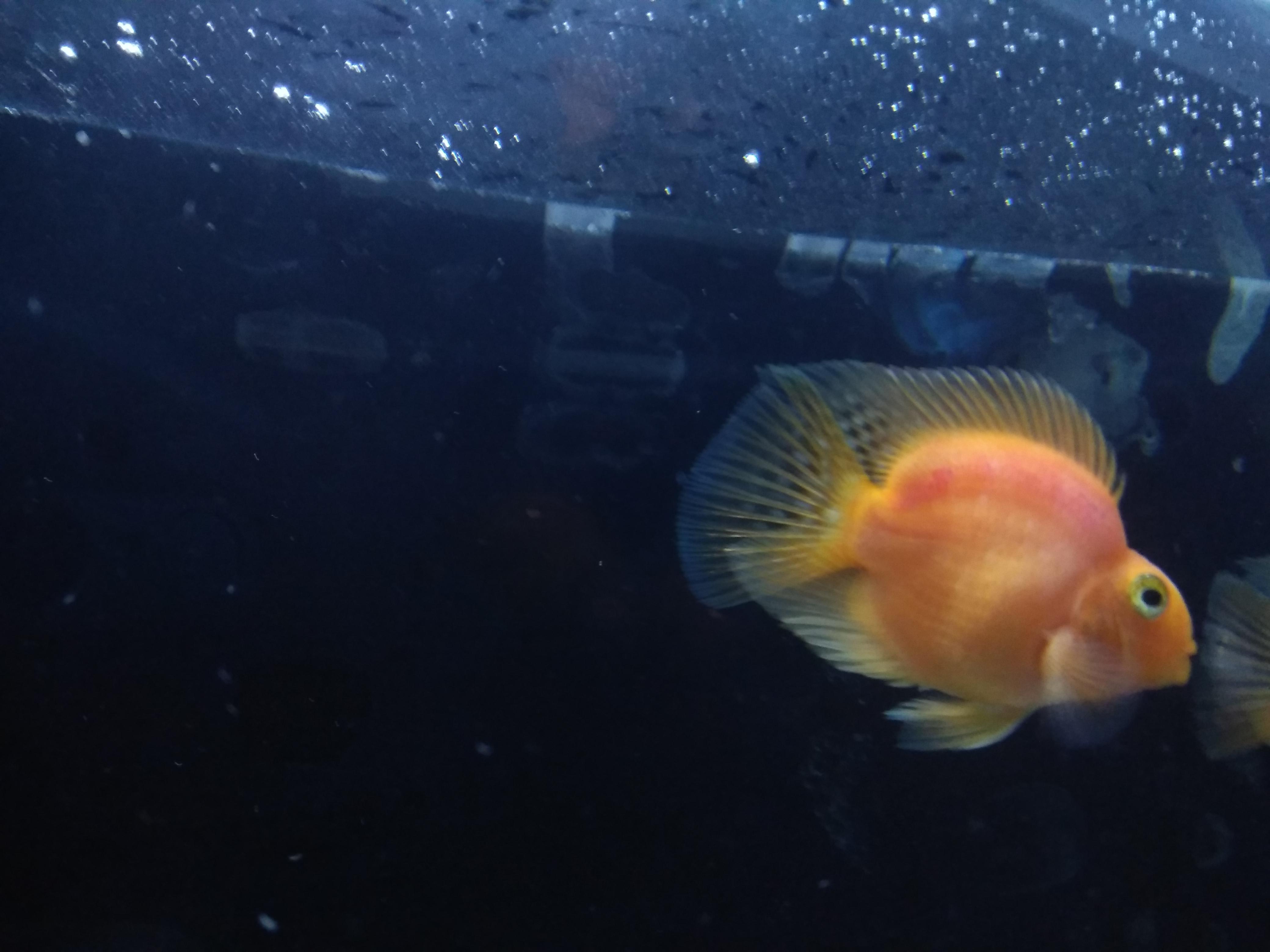 My Red Blood Parrot Fish Has Red Spots? Find Out Why | Petco