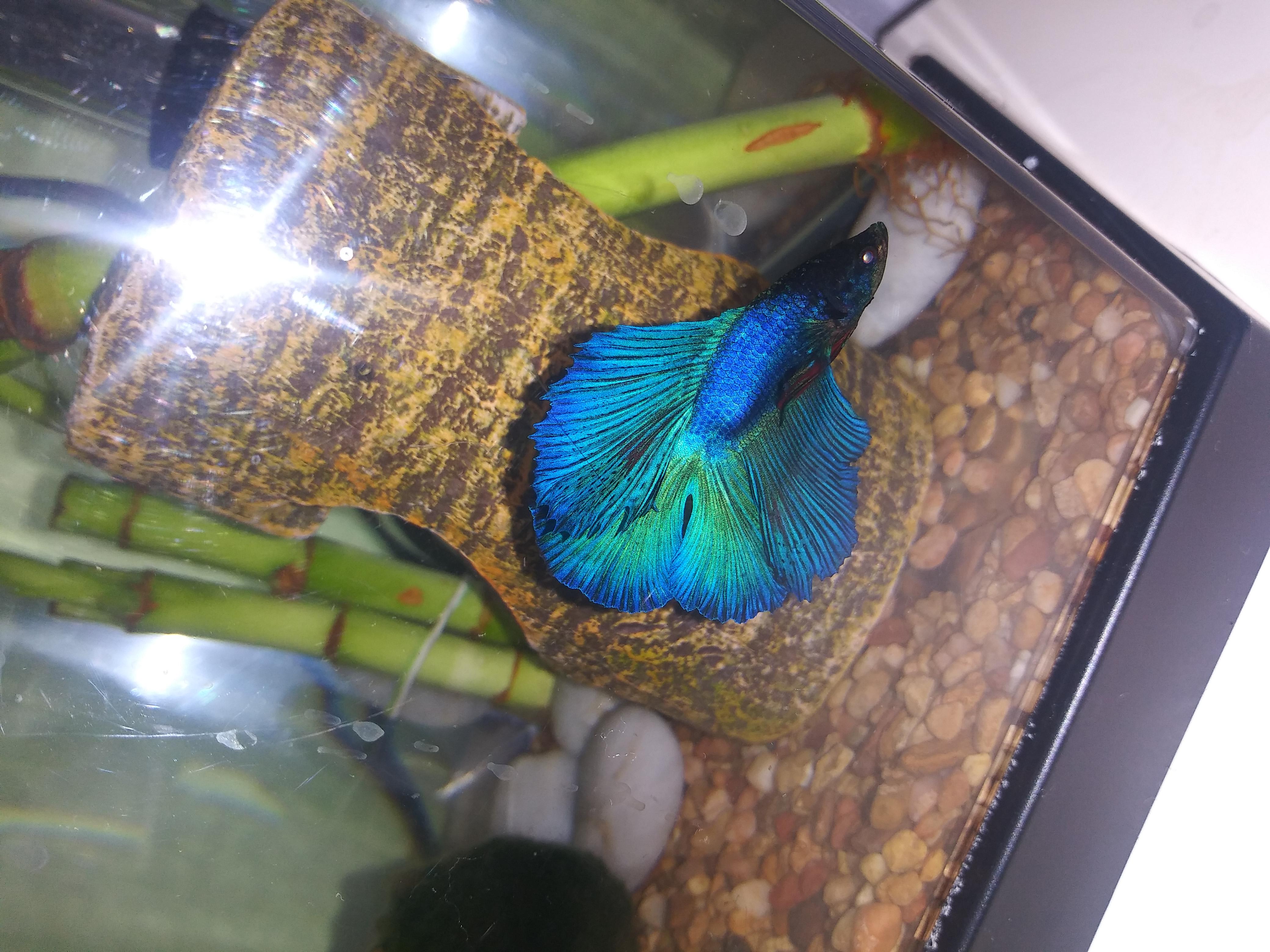 Why are my betta's fins shredded, even if he's active & young? | Petco