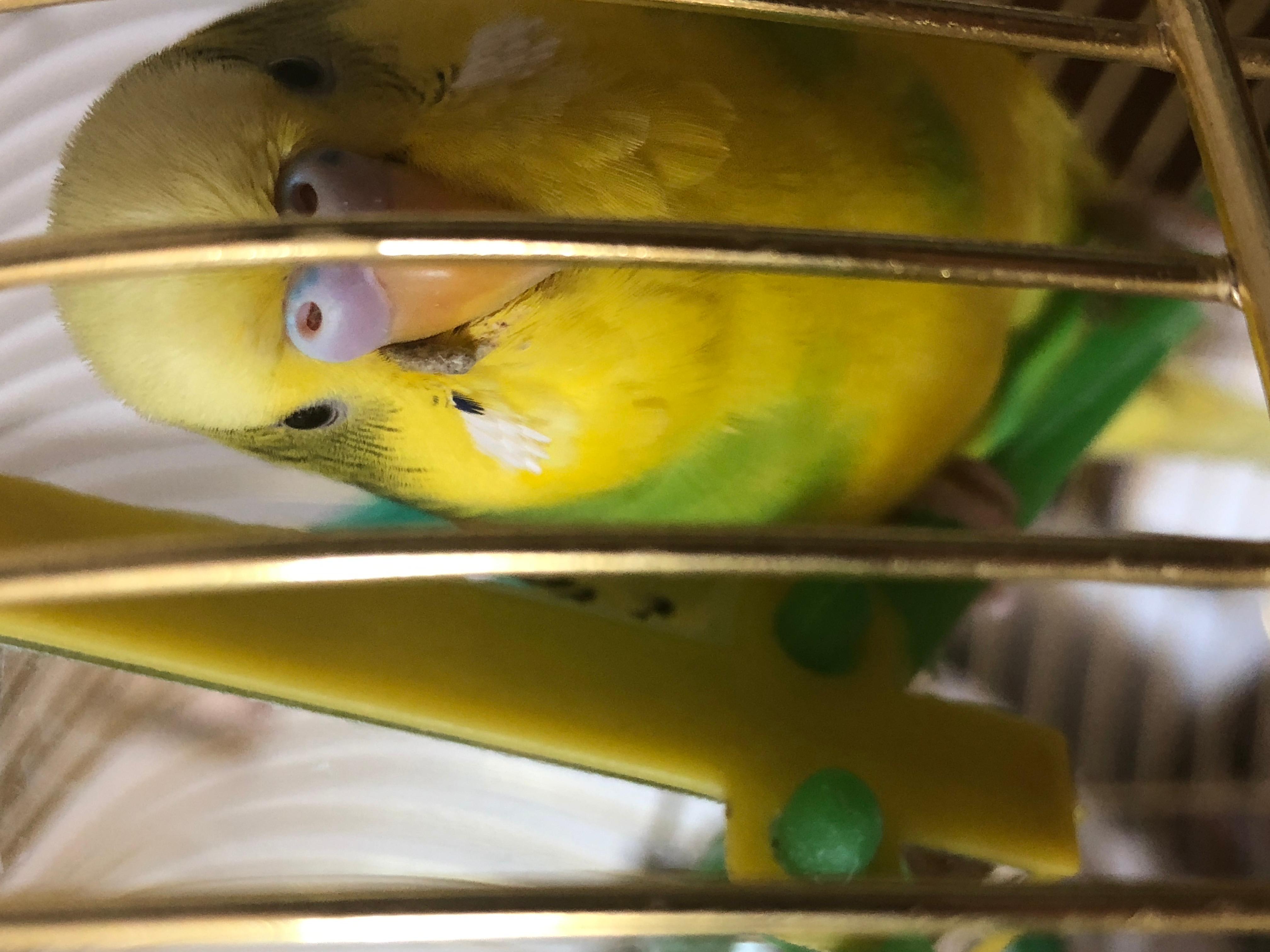 Worried About a Growth or Object on Your Budgie's Beak? | Petco