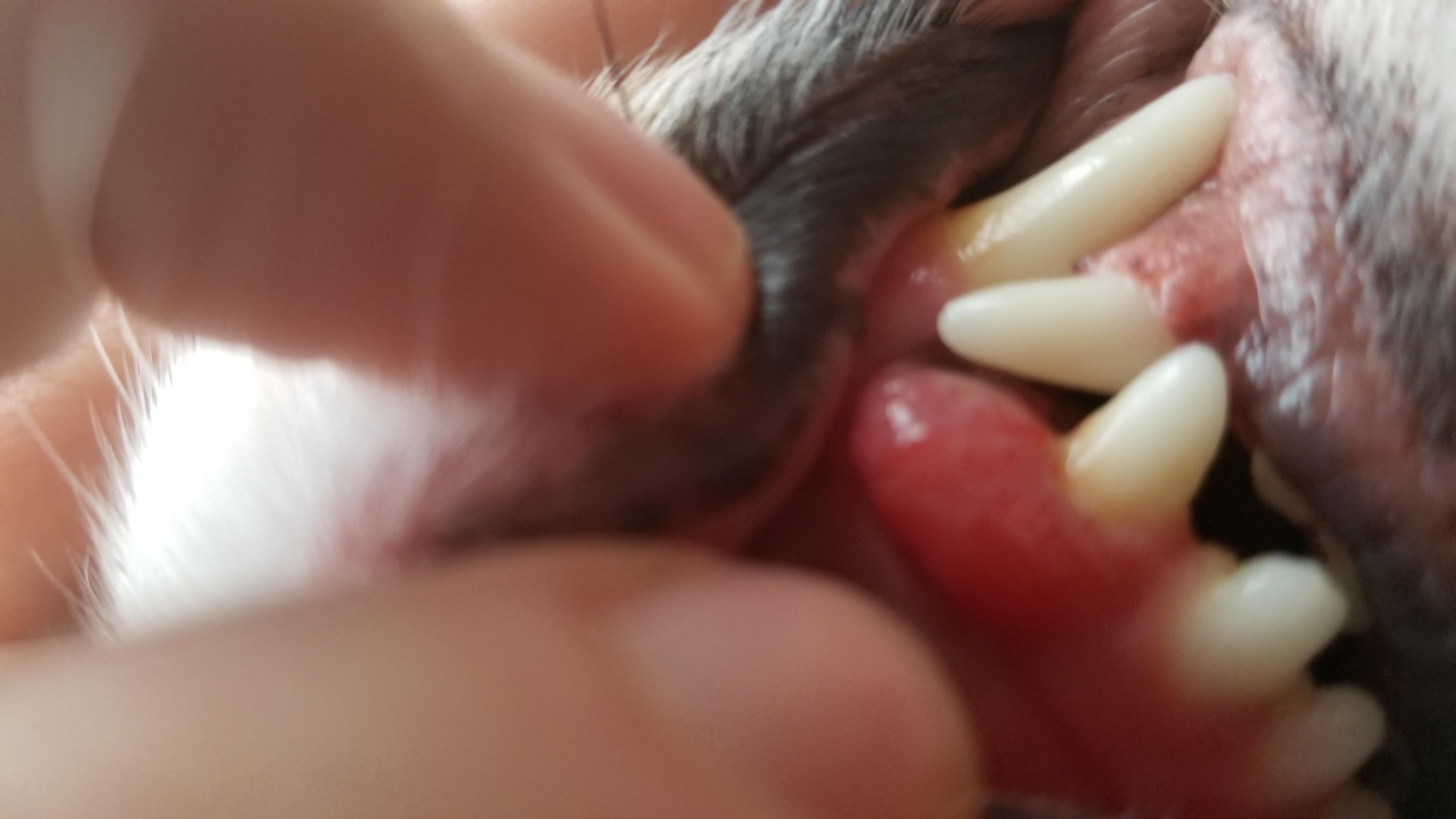 What is this smooth lump on my dog's gums? Is it serious? | Petco