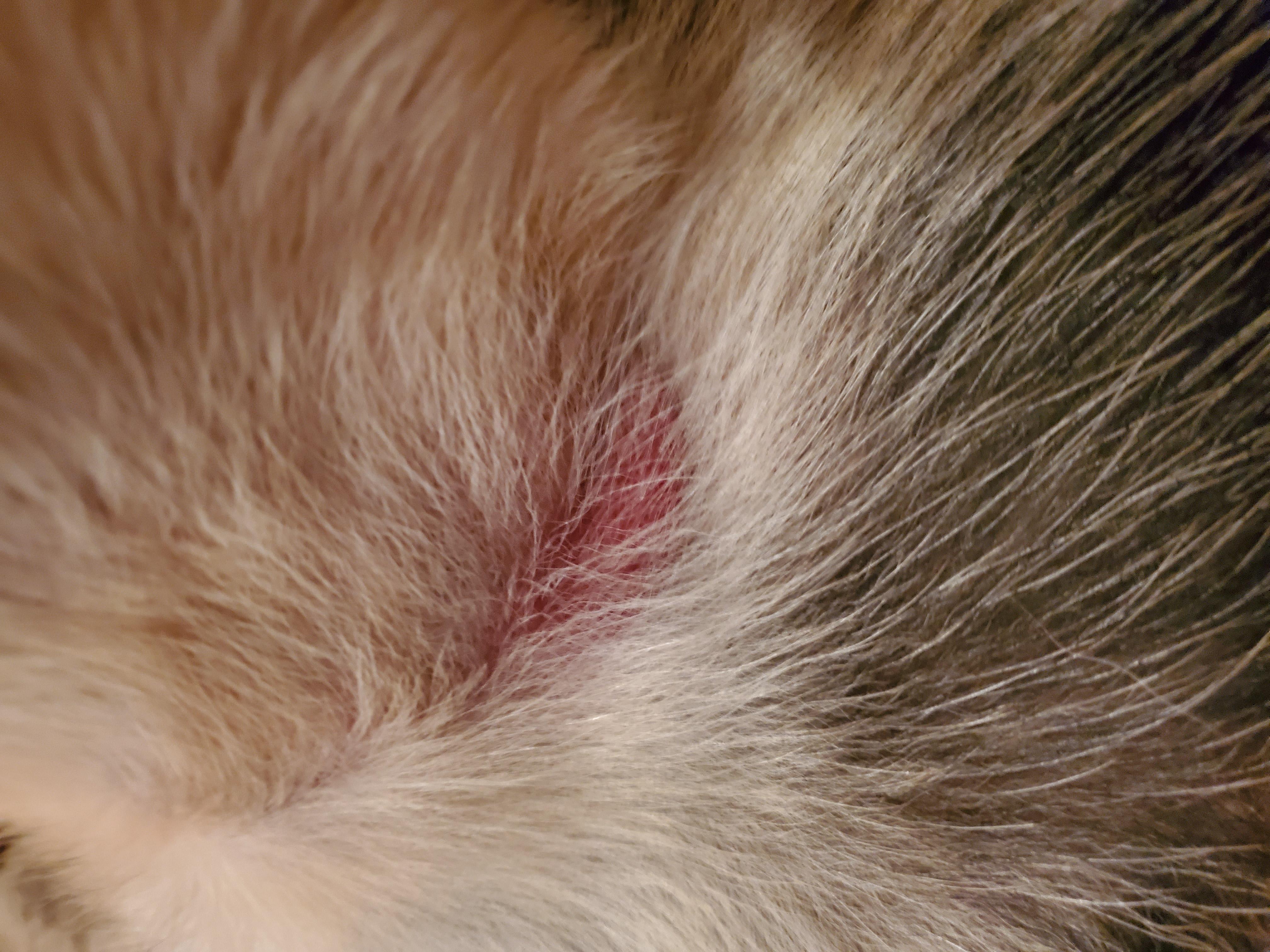 What is my German Shepherd puppy's red, swollen, itchy armpit? | Petco