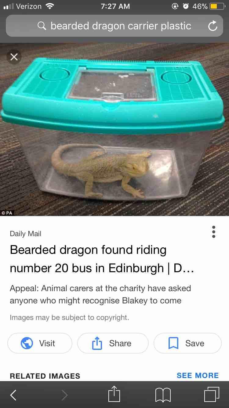 Find the Best Carrier for Safe Bearded Dragon Transport | Petco