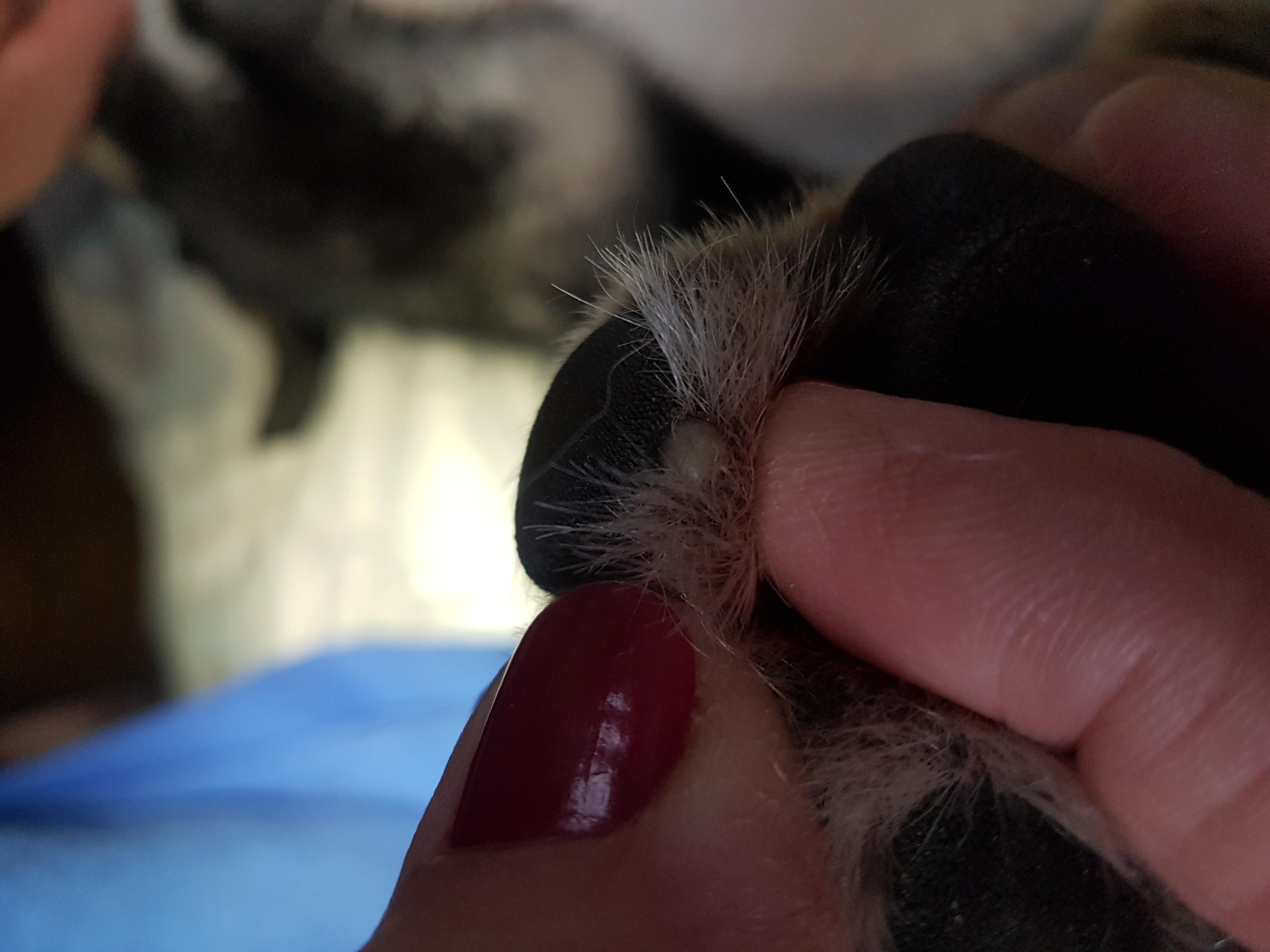Dog has white lump on paw pad, limping: growth or blister? | Petco
