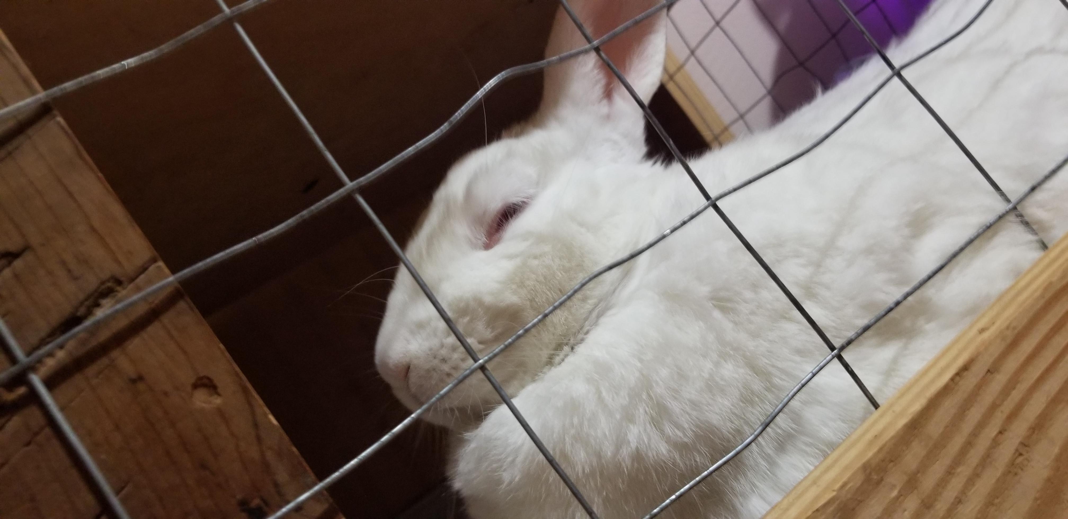 My rabbit grooms himself when scratched. Is it a health issue? | Petco